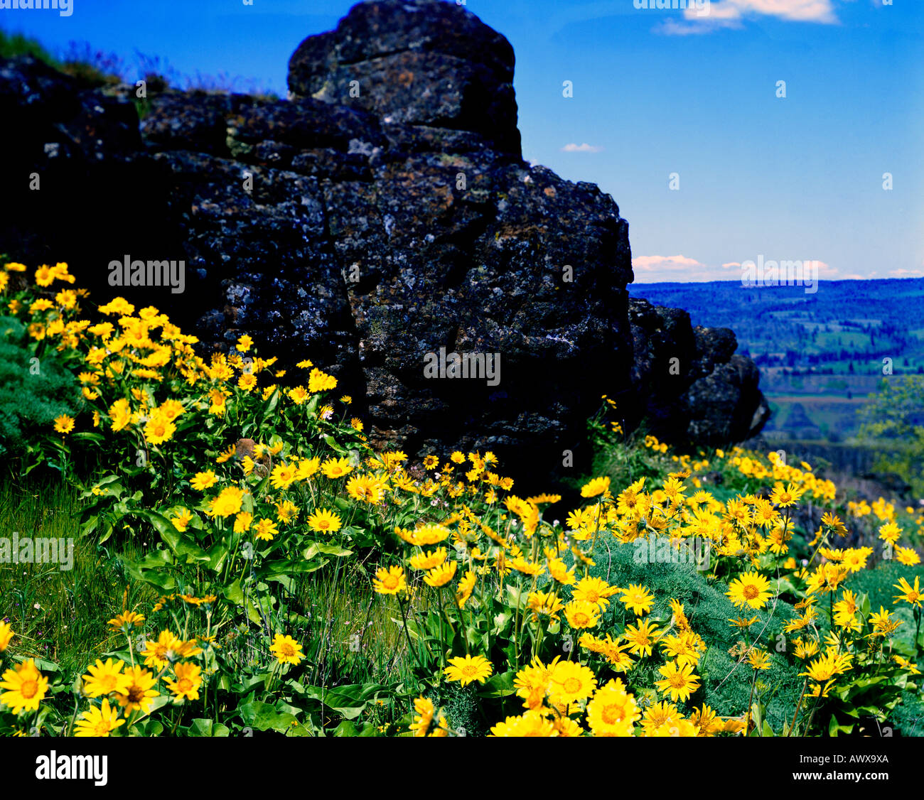 Wildflowers bloom profusely at Rowena Point along the Columbia River in ...