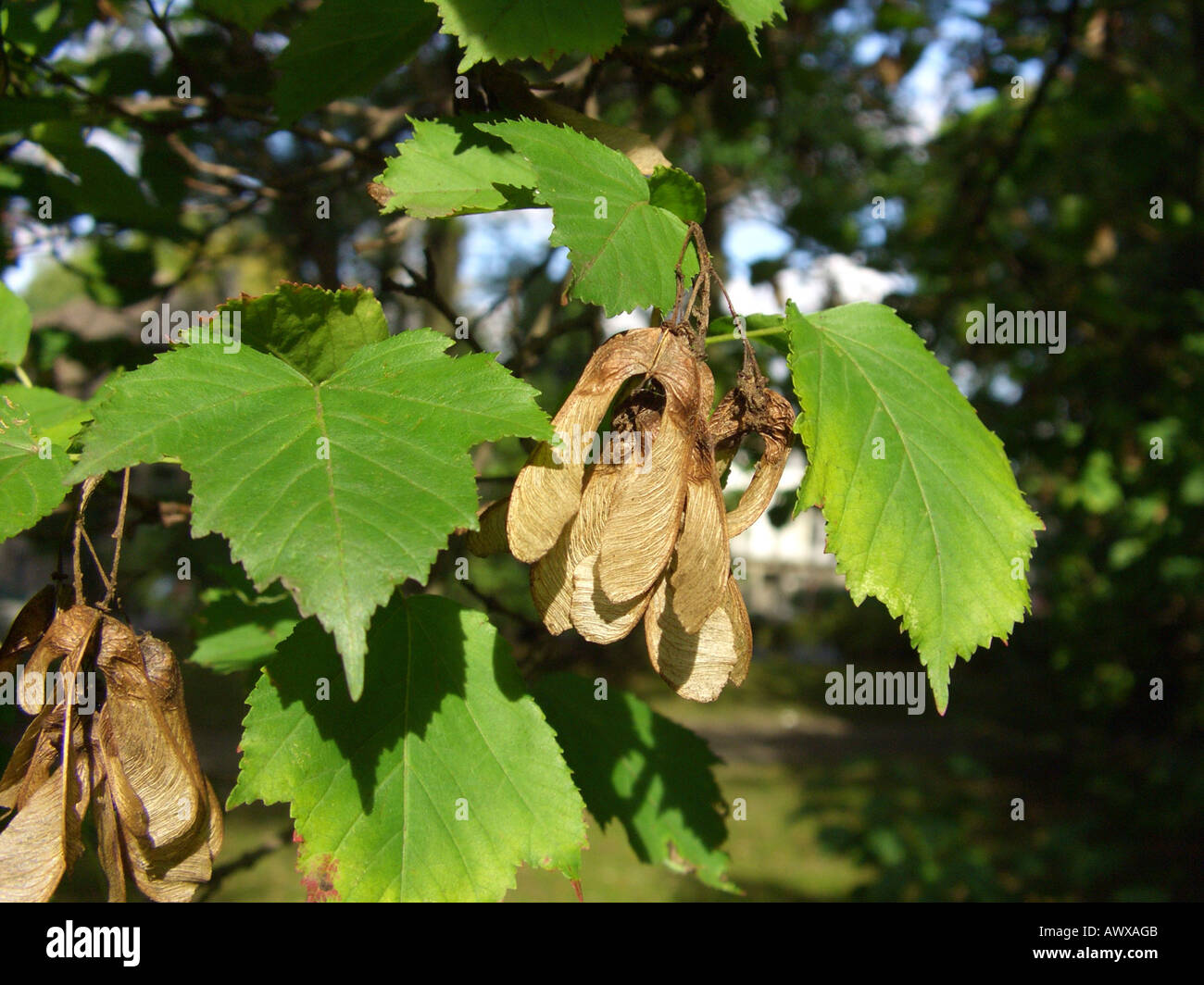 Tartarian maple (Acer tataricum), fruiting Stock Photo - Alamy