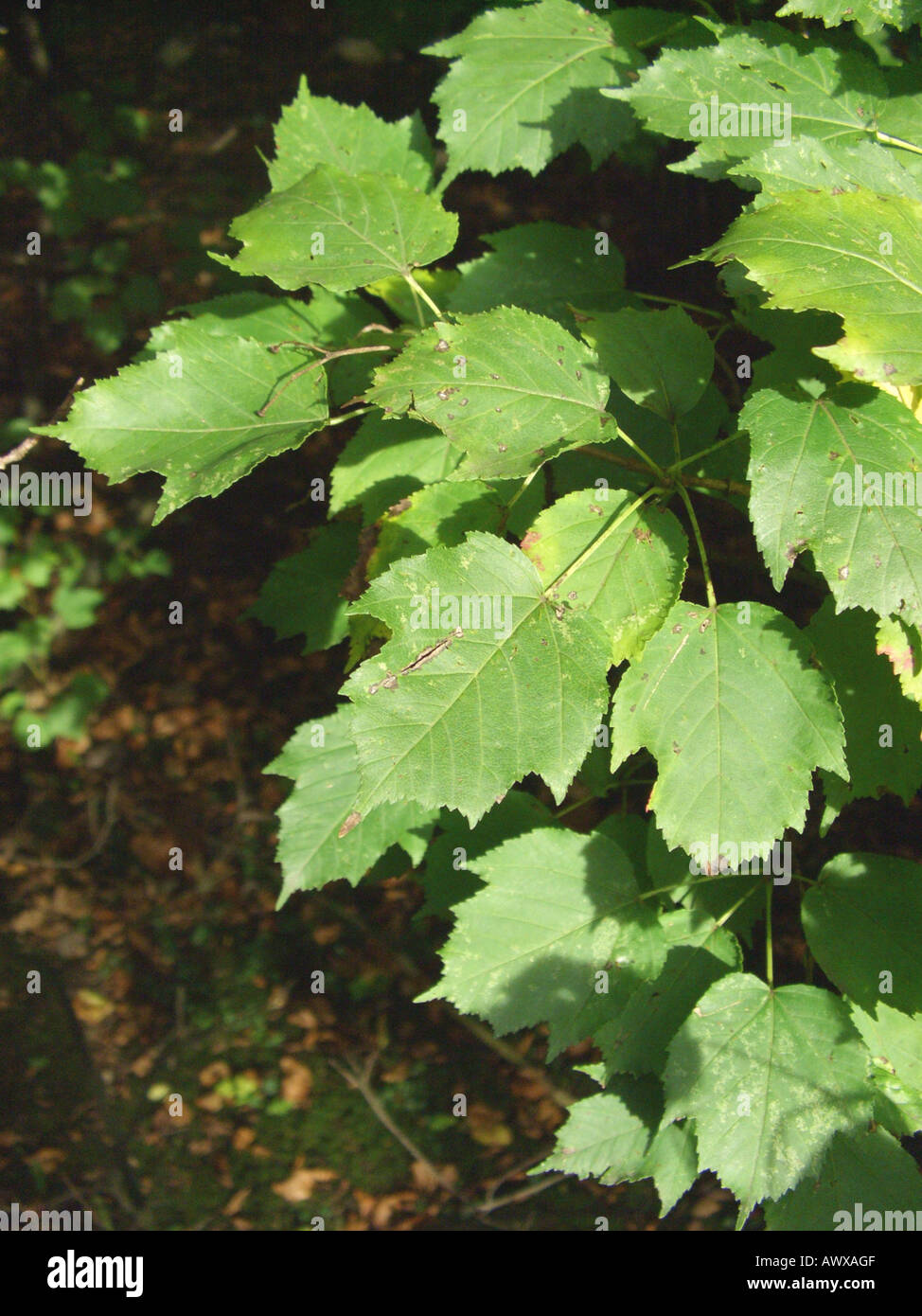 Tartarian maple hi-res stock photography and images - Alamy