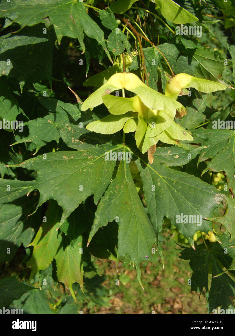 Norway maple (Acer platanoides), cv. Palmatifidum, fruiting Stock Photo ...