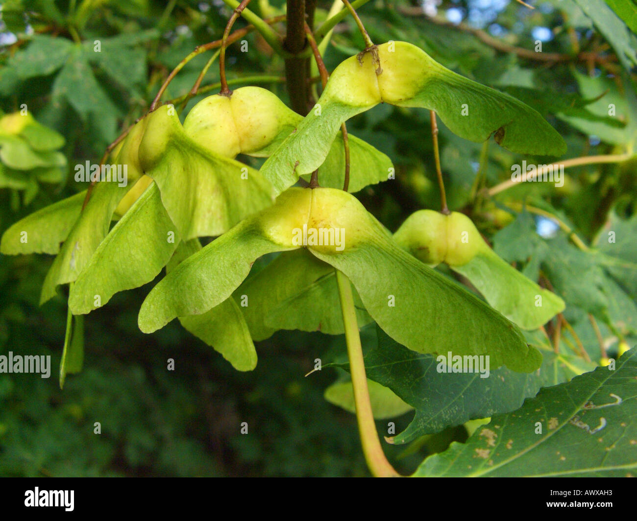 Schizocarp fruit hi-res stock photography and images - Alamy