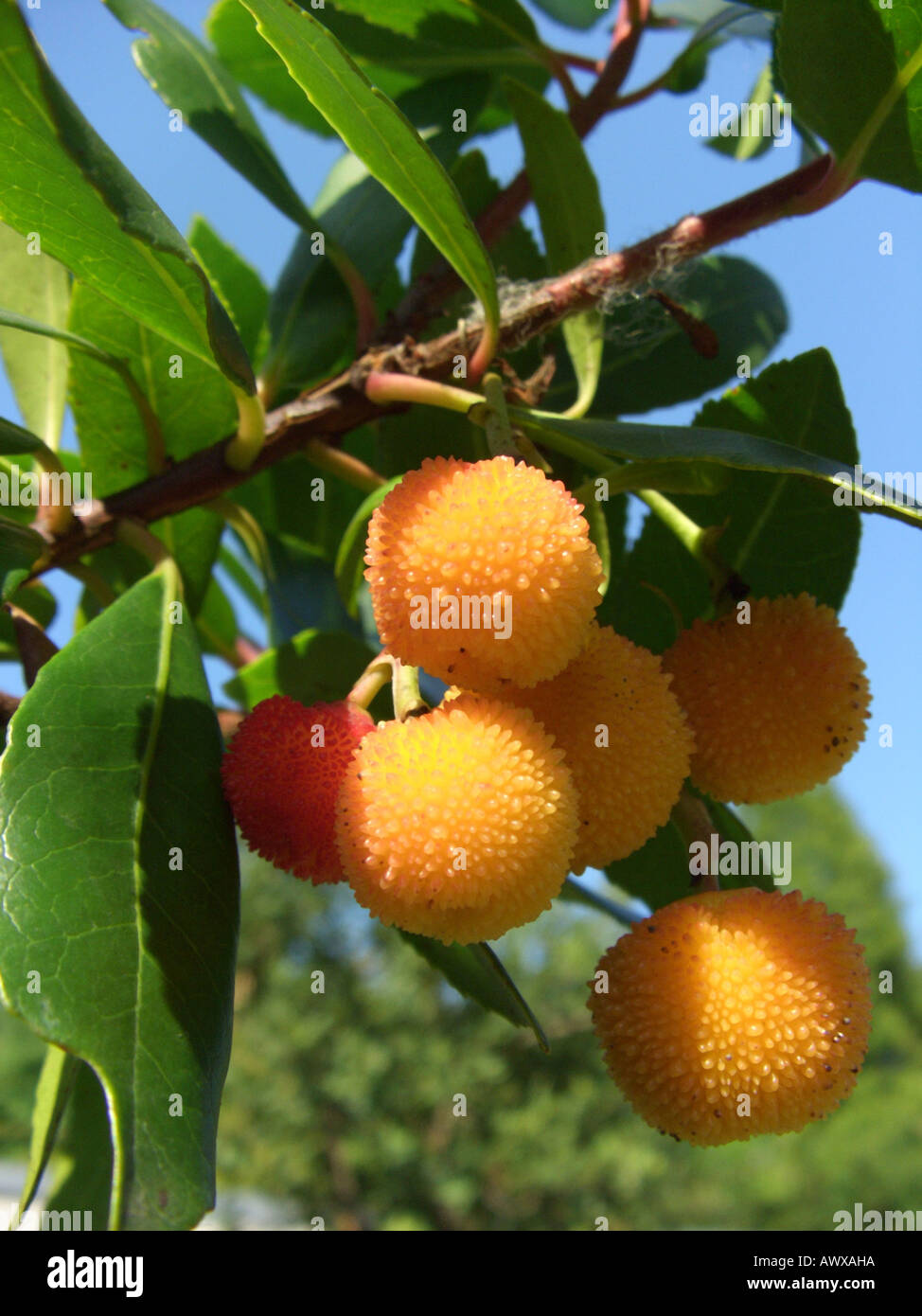 Arbutus unedo container hi-res stock photography and images - Alamy