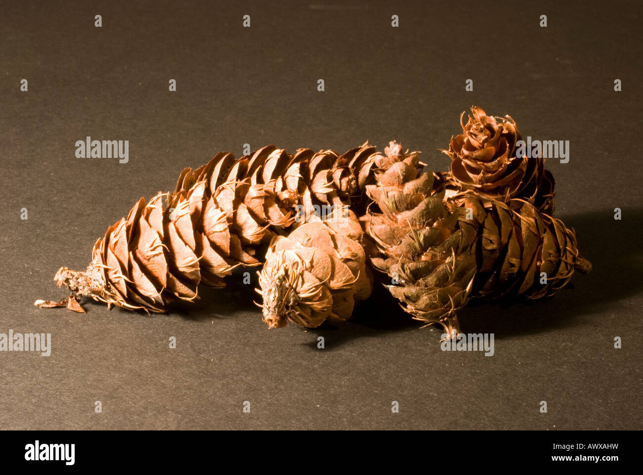 Hidden pine tree cone hi-res stock photography and images - Alamy