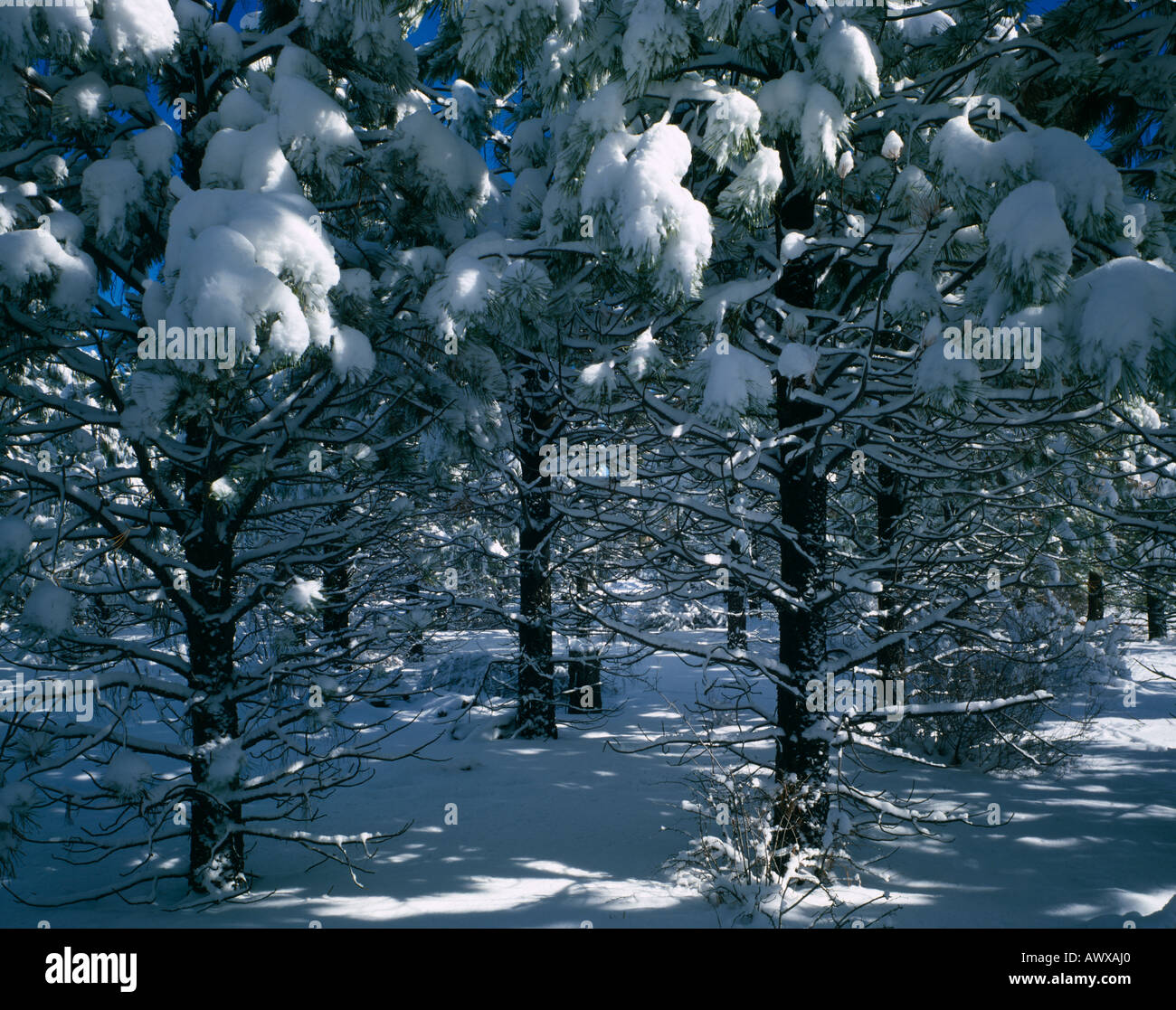 Snowdrenched tree branches bend under the load of new snowfall Stock ...