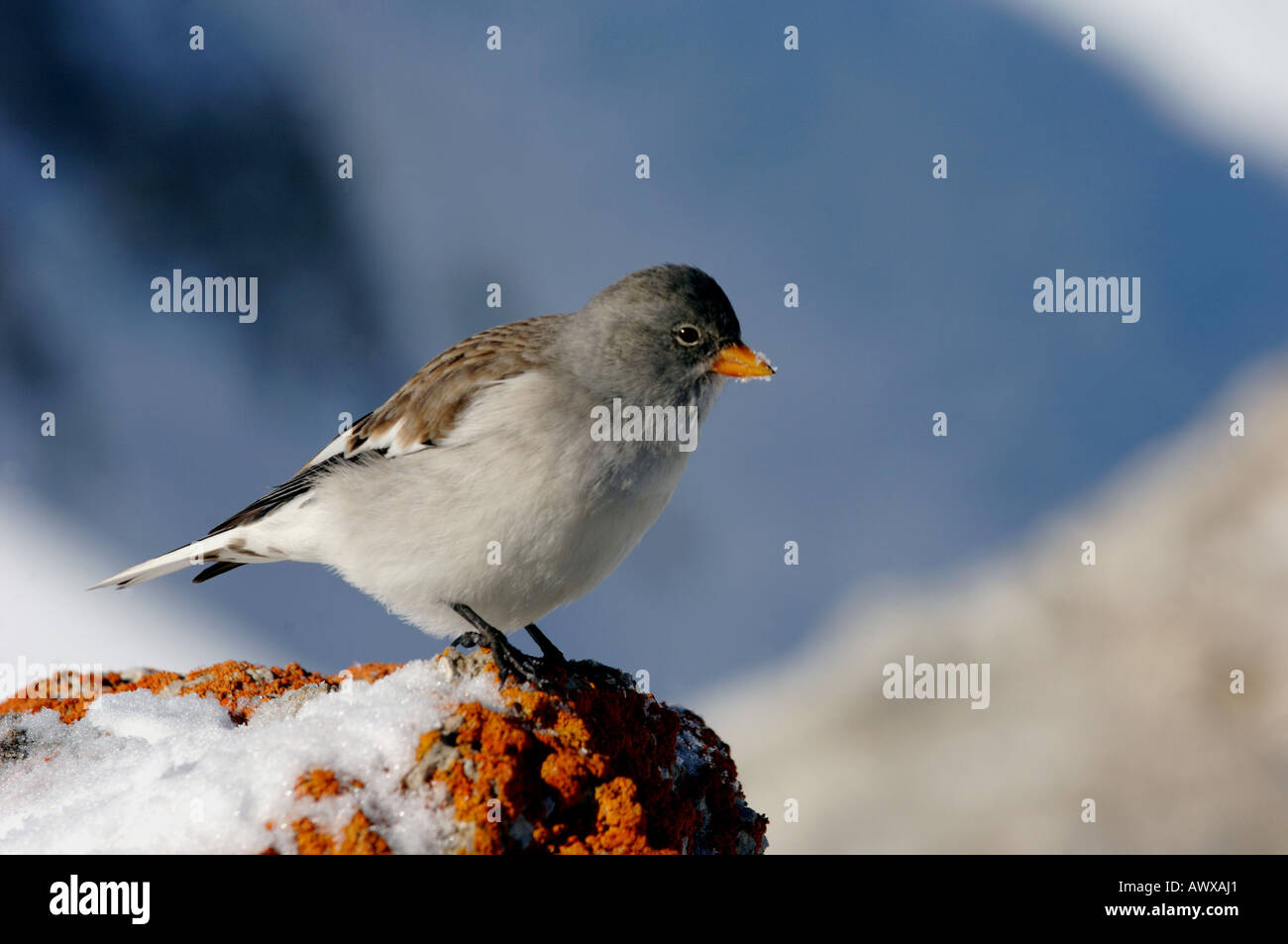 white-winged snow finch (Montifringilla nivalis), sitting on snowed ...