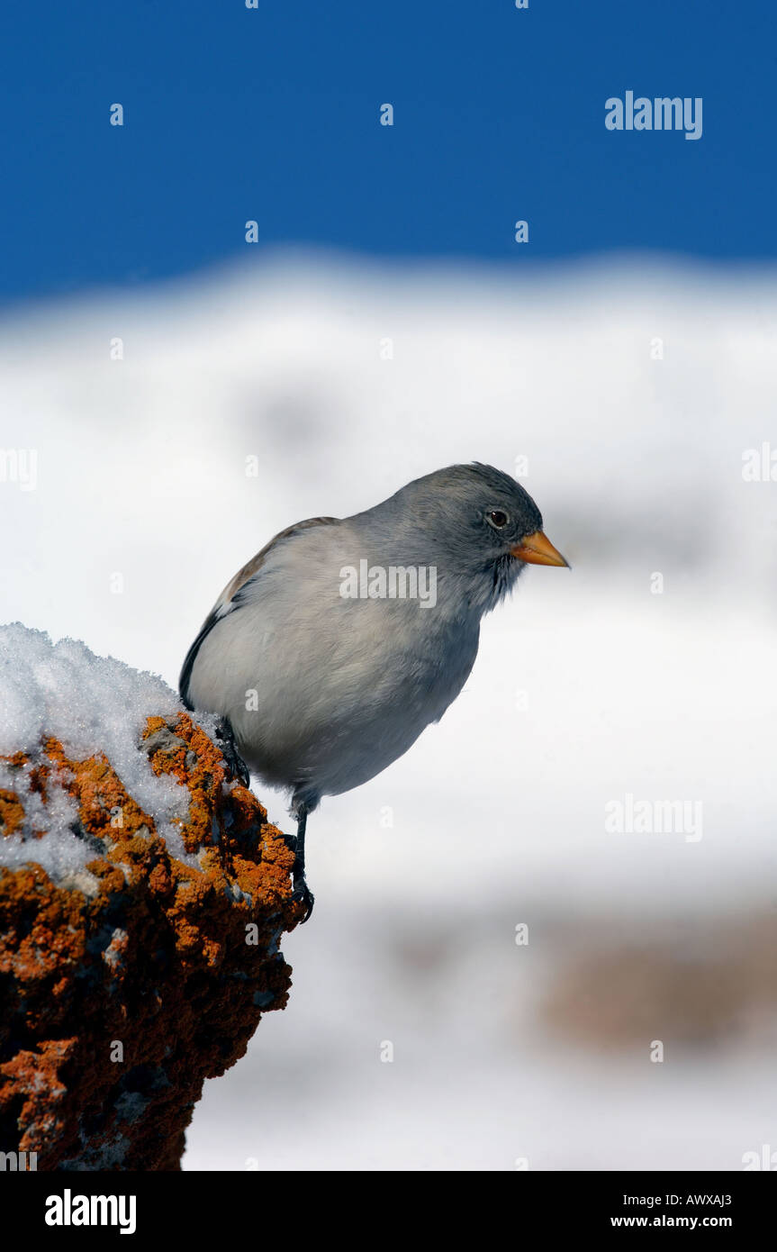 white-winged snow finch (Montifringilla nivalis), sitting on snowed ...