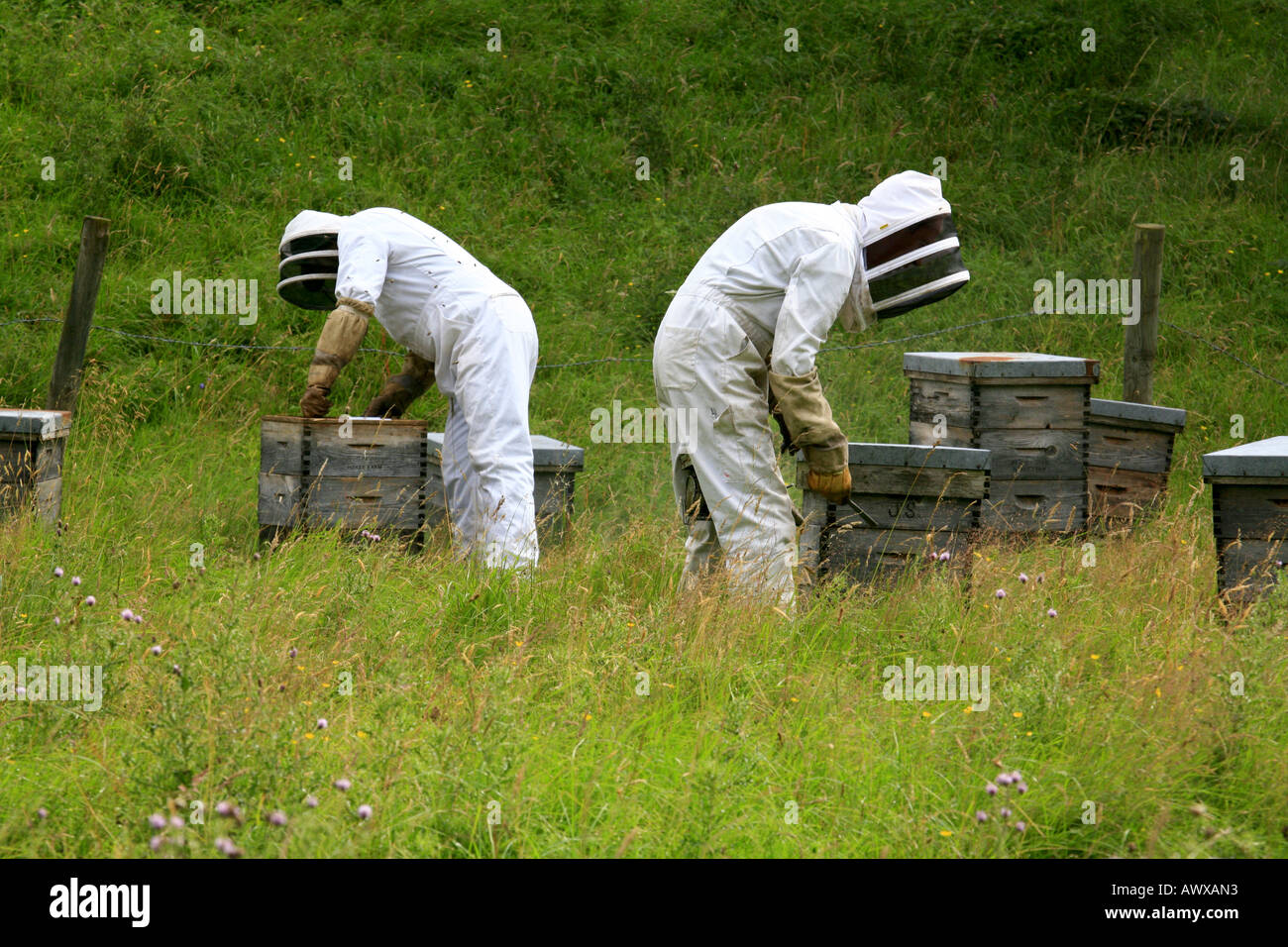 UK Scotland Perthshire Glen Tilt Tending Heather Honey Bee Hives Stock ...