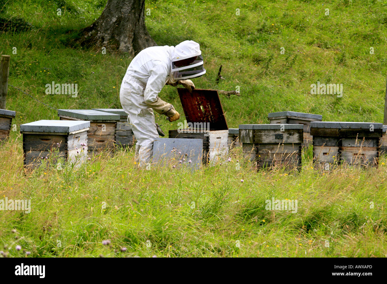 UK Scotland Perthshire Glen Tilt Tending Heather Honey Bee Hives Stock ...