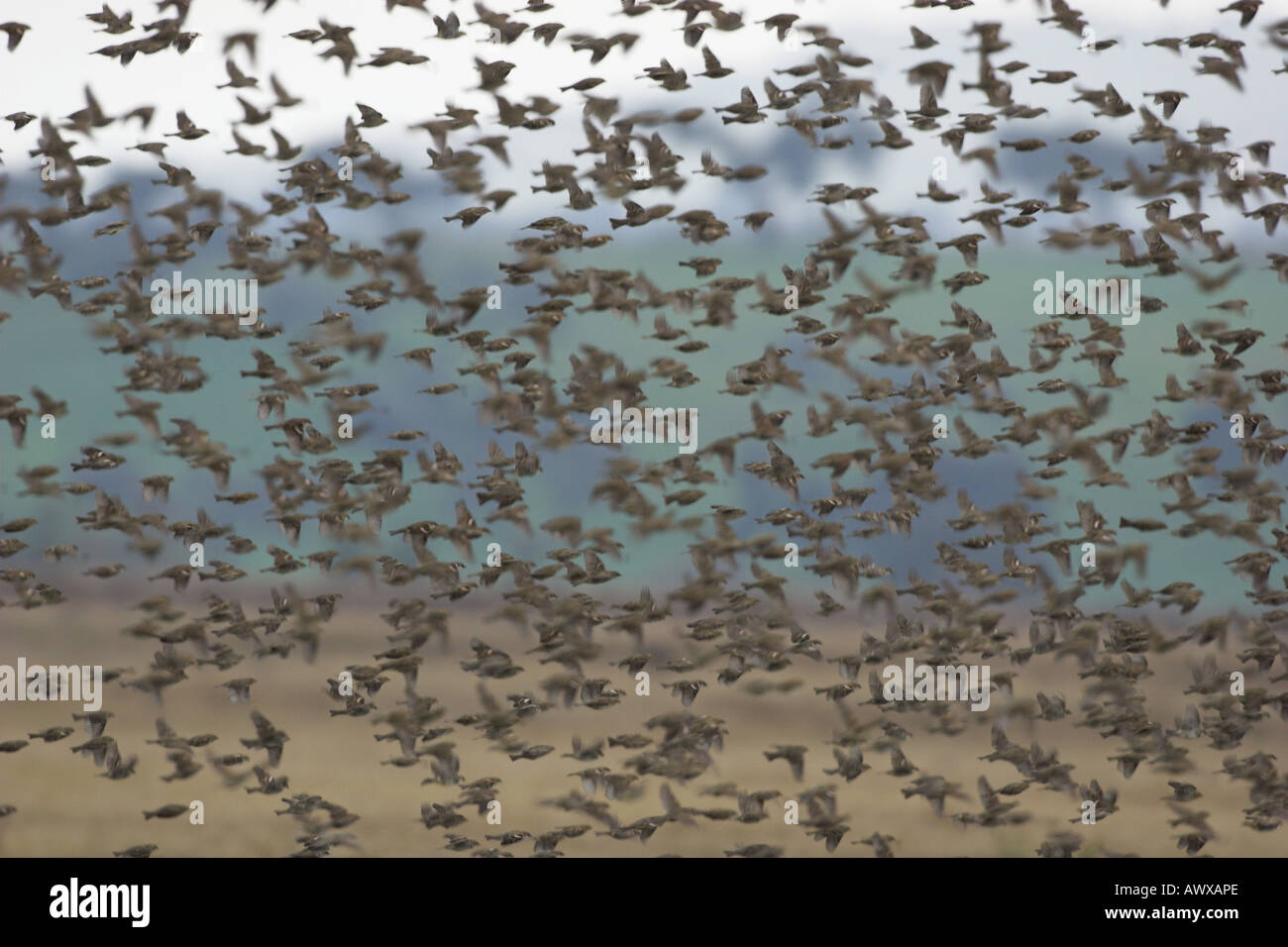 Flying sparrow hi-res stock photography and images - Alamy