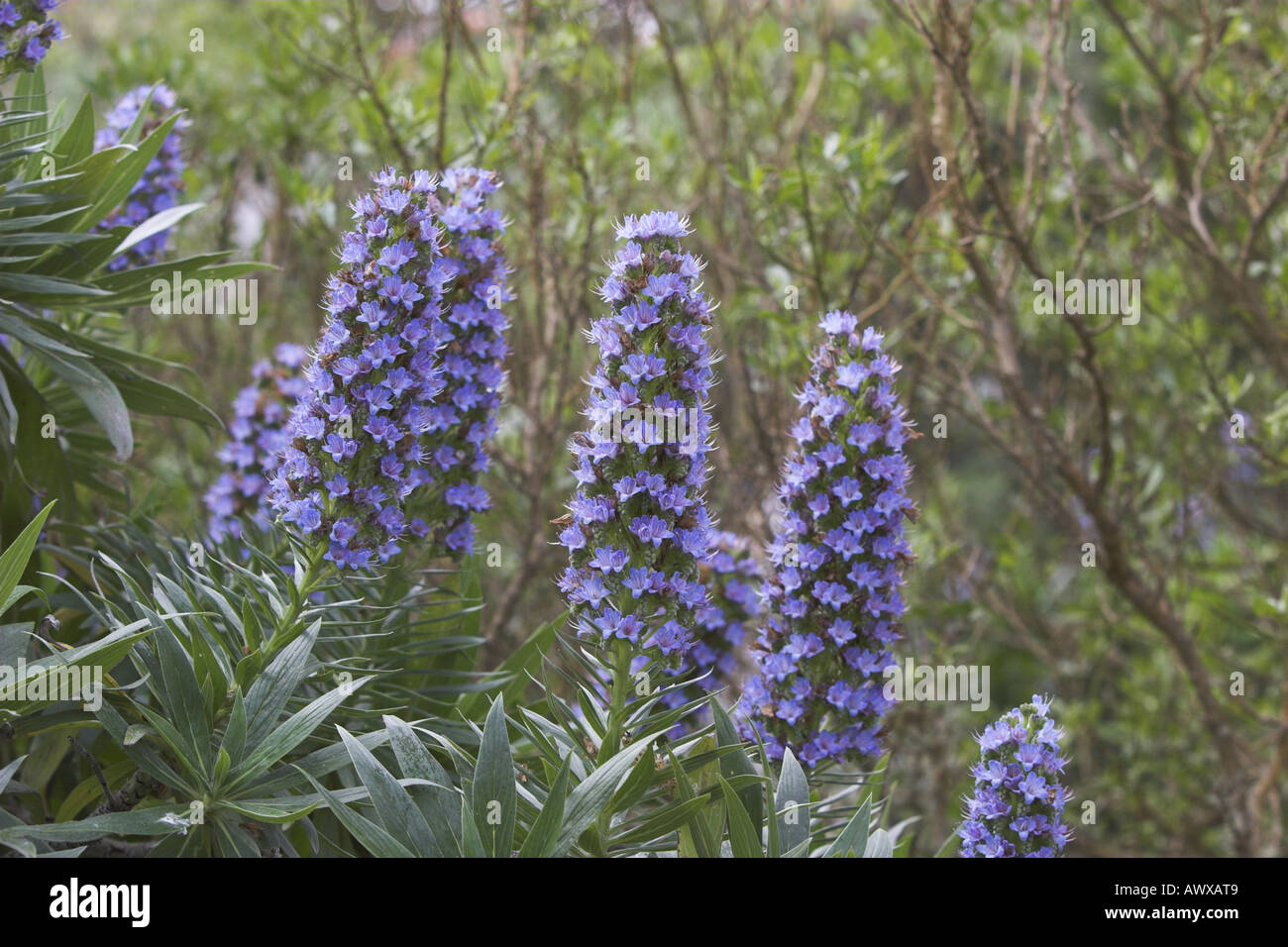 Blueweed echium spec hi-res stock photography and images - Alamy