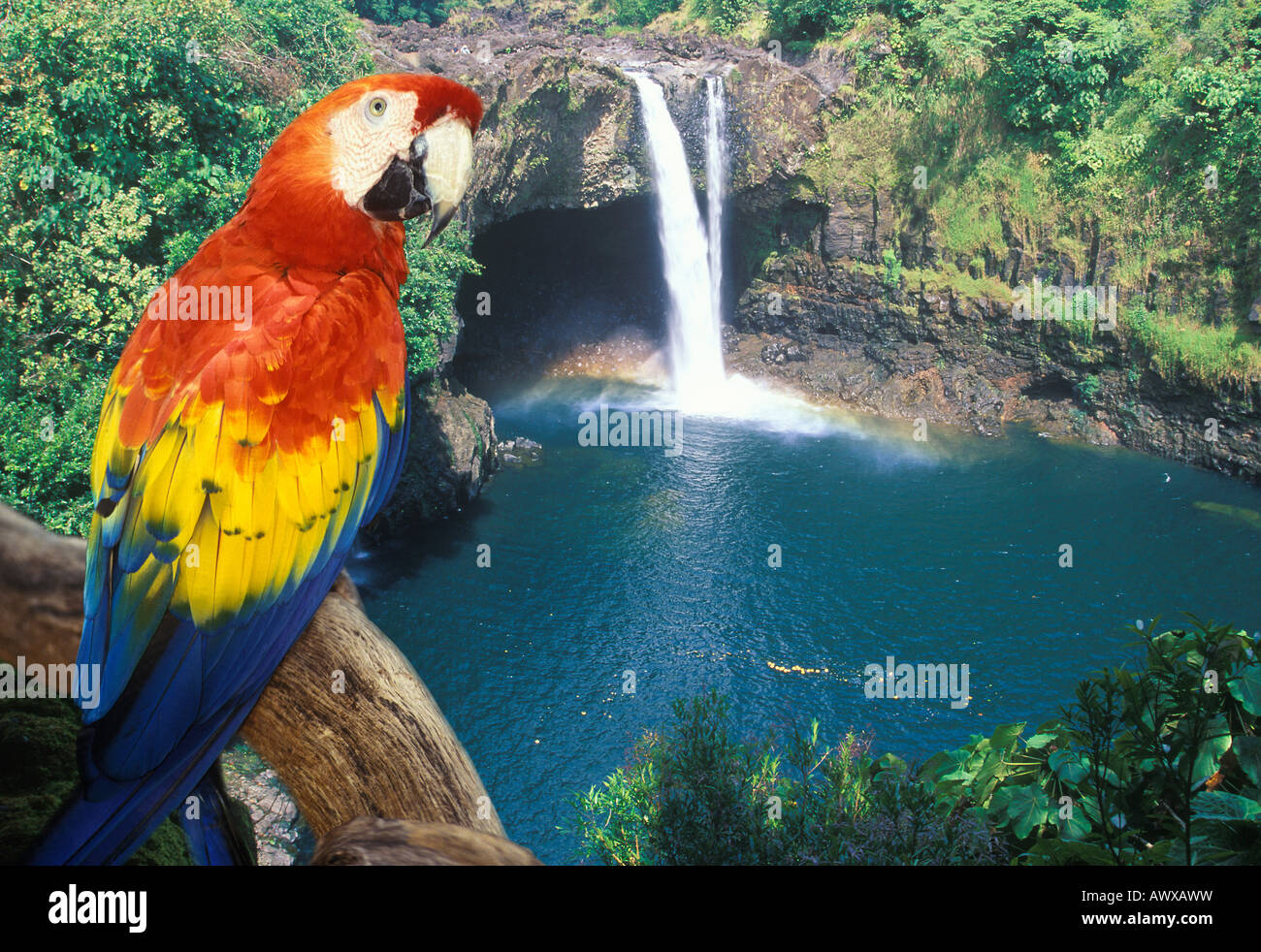 Composite panoramic image of a colorful parrot and waterfall in Hawaii ...