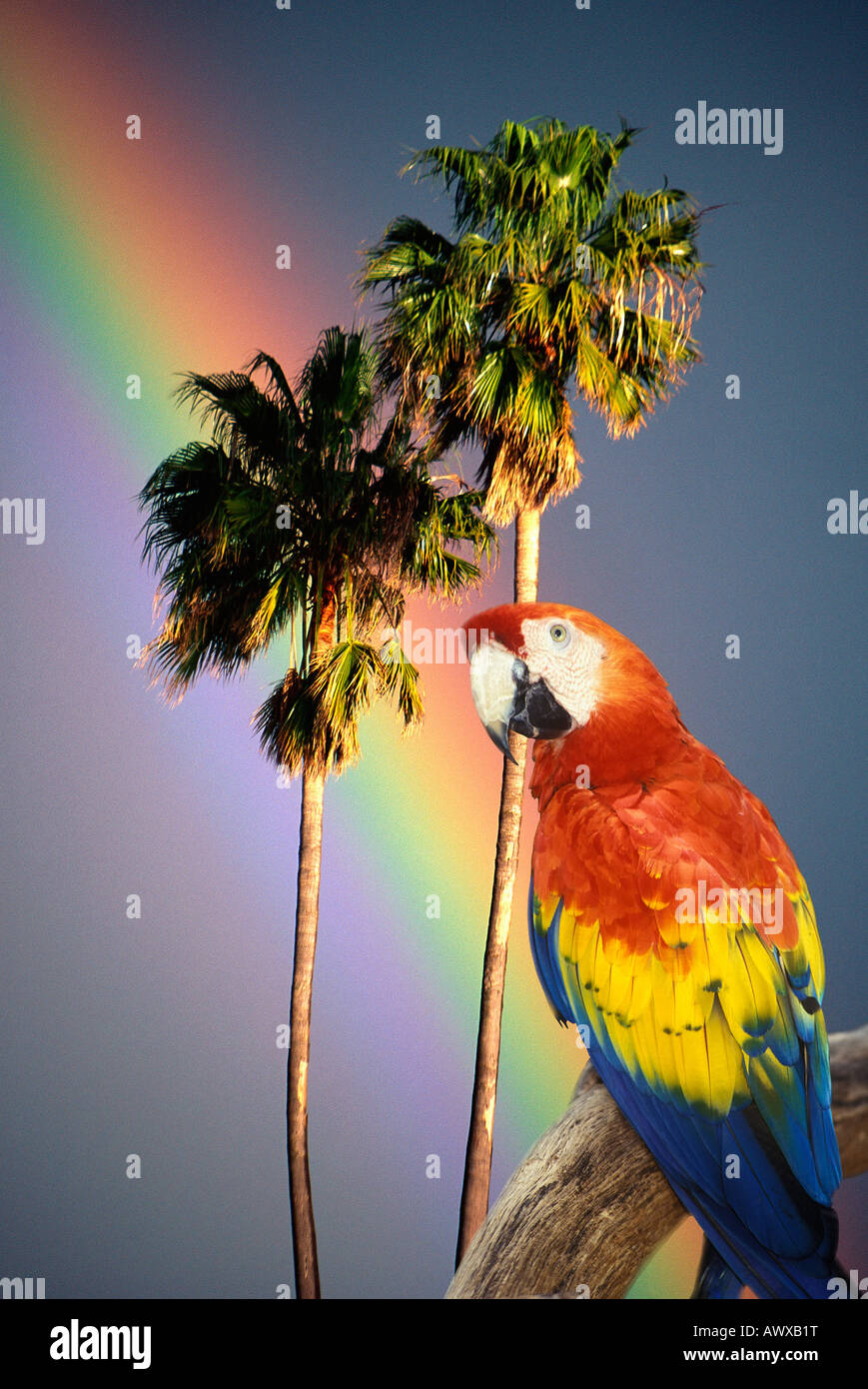 Composite image of a colorful parrot, palm trees and rainbow in Hawaii ...