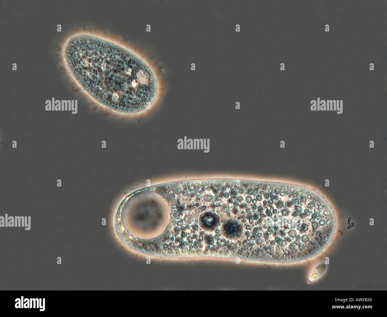 Ciliates ciliata hi-res stock photography and images - Alamy