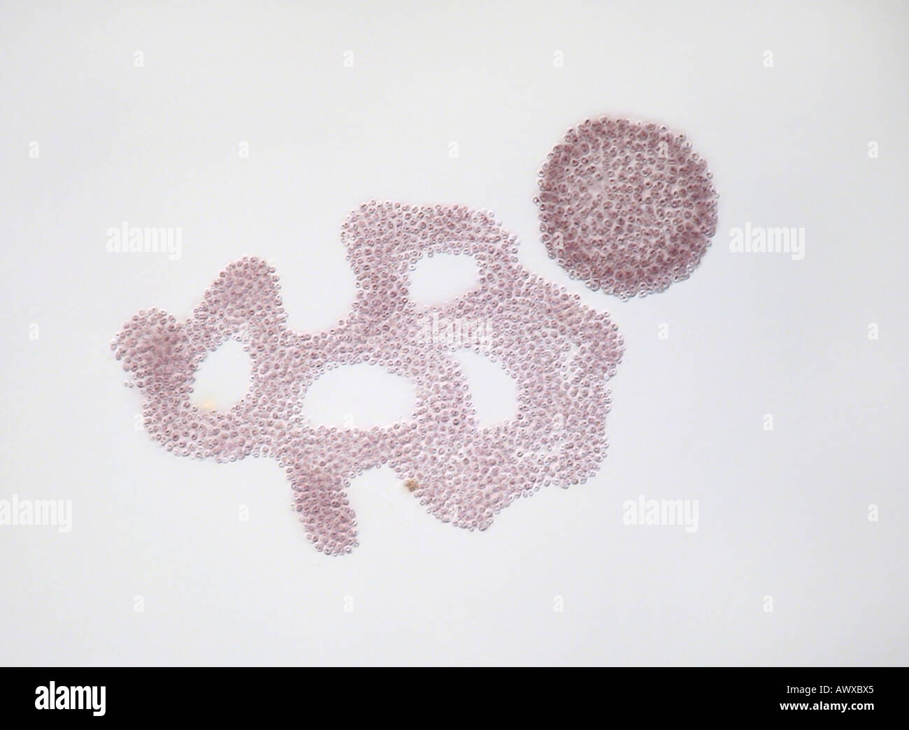 Microcystis aeruginosa hi-res stock photography and images - Alamy