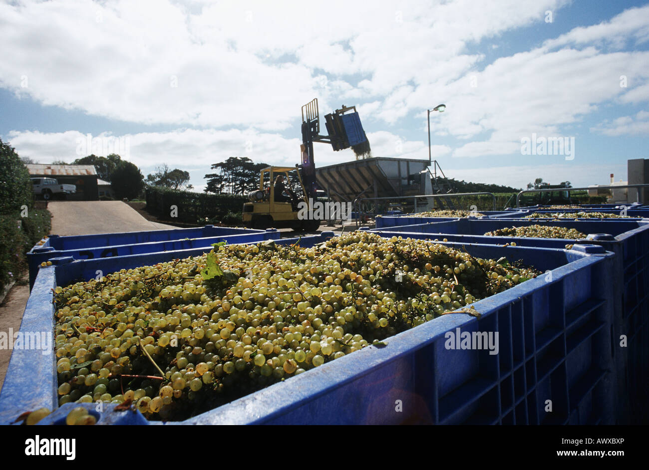 Crushing grapes in winery Stock Photo - Alamy
