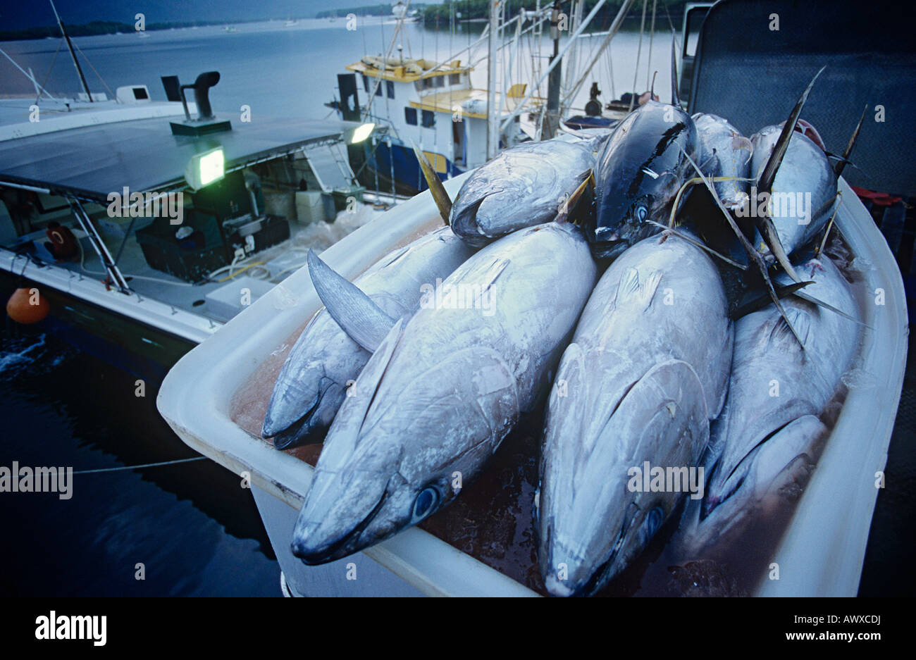 Tuna fishing australia hi-res stock photography and images - Alamy