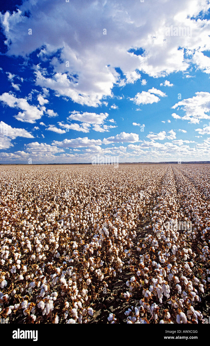Nsw australia cotton hi-res stock photography and images - Alamy