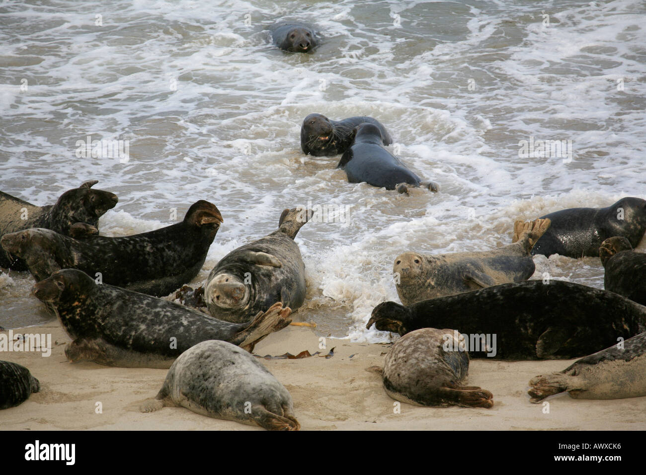 UK Britain Scotland Atlantic Grey Seal Colony on breeding beach and ...