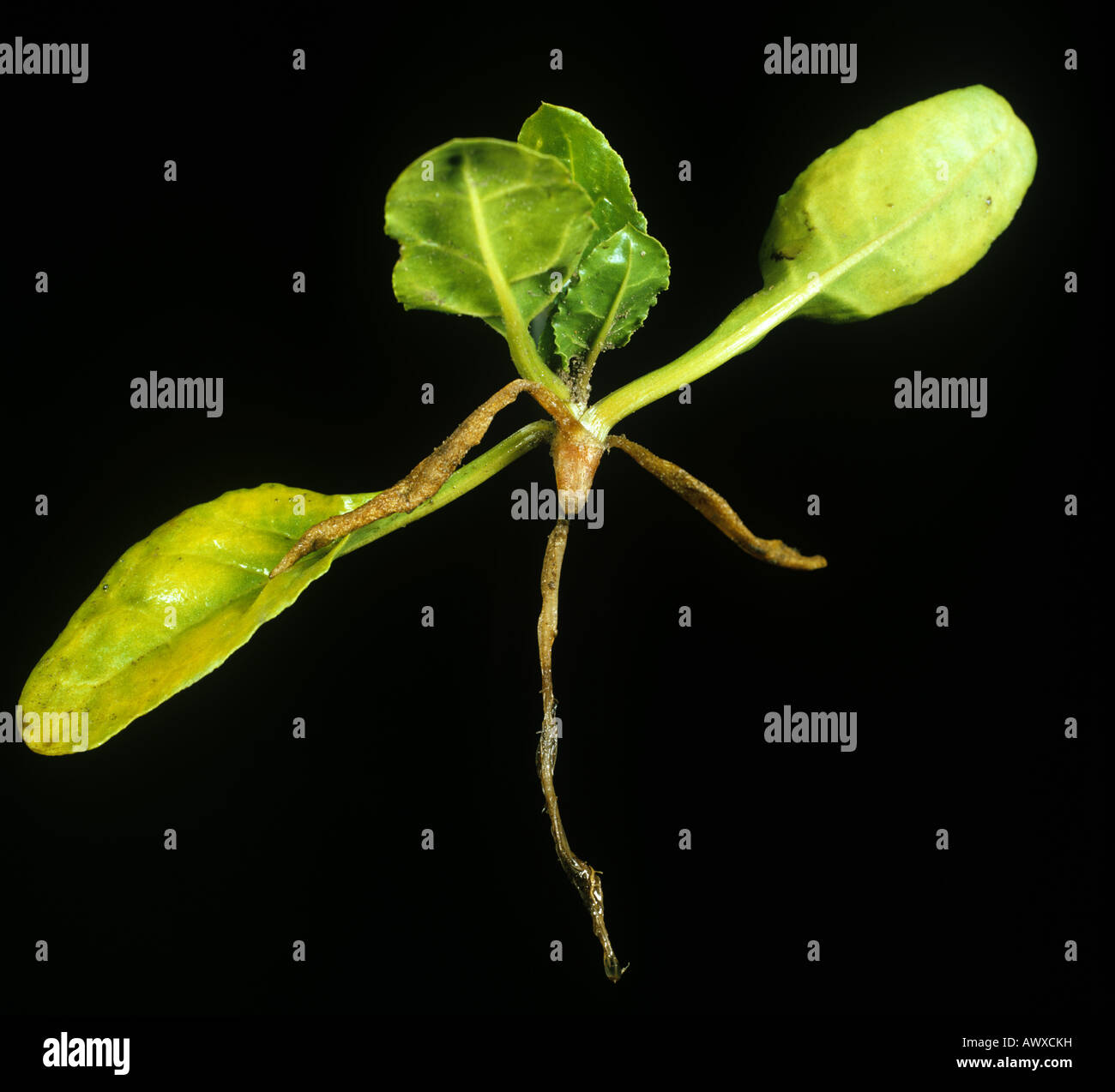 Click Here High Resolution Stock Photography and Images - Alamy