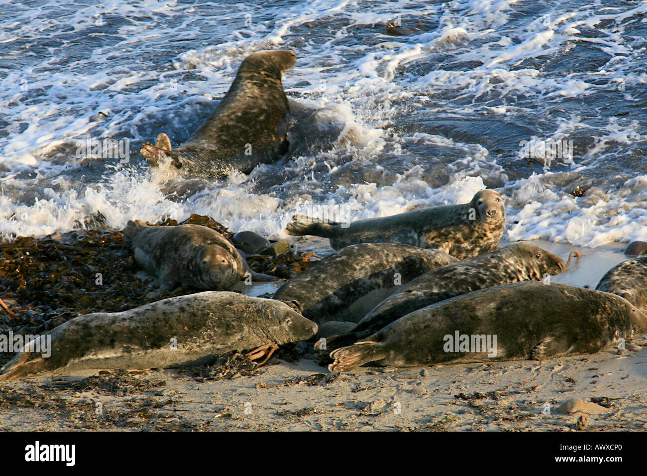 UK Britain Scotland Atlantic Grey Seal Colony on breeding beach and ...
