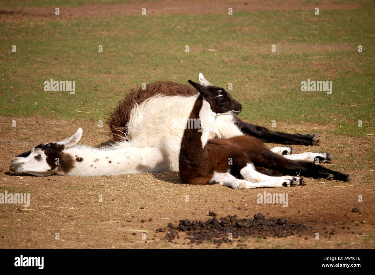 Llama lama glama sleeping hi-res stock photography and images - Alamy