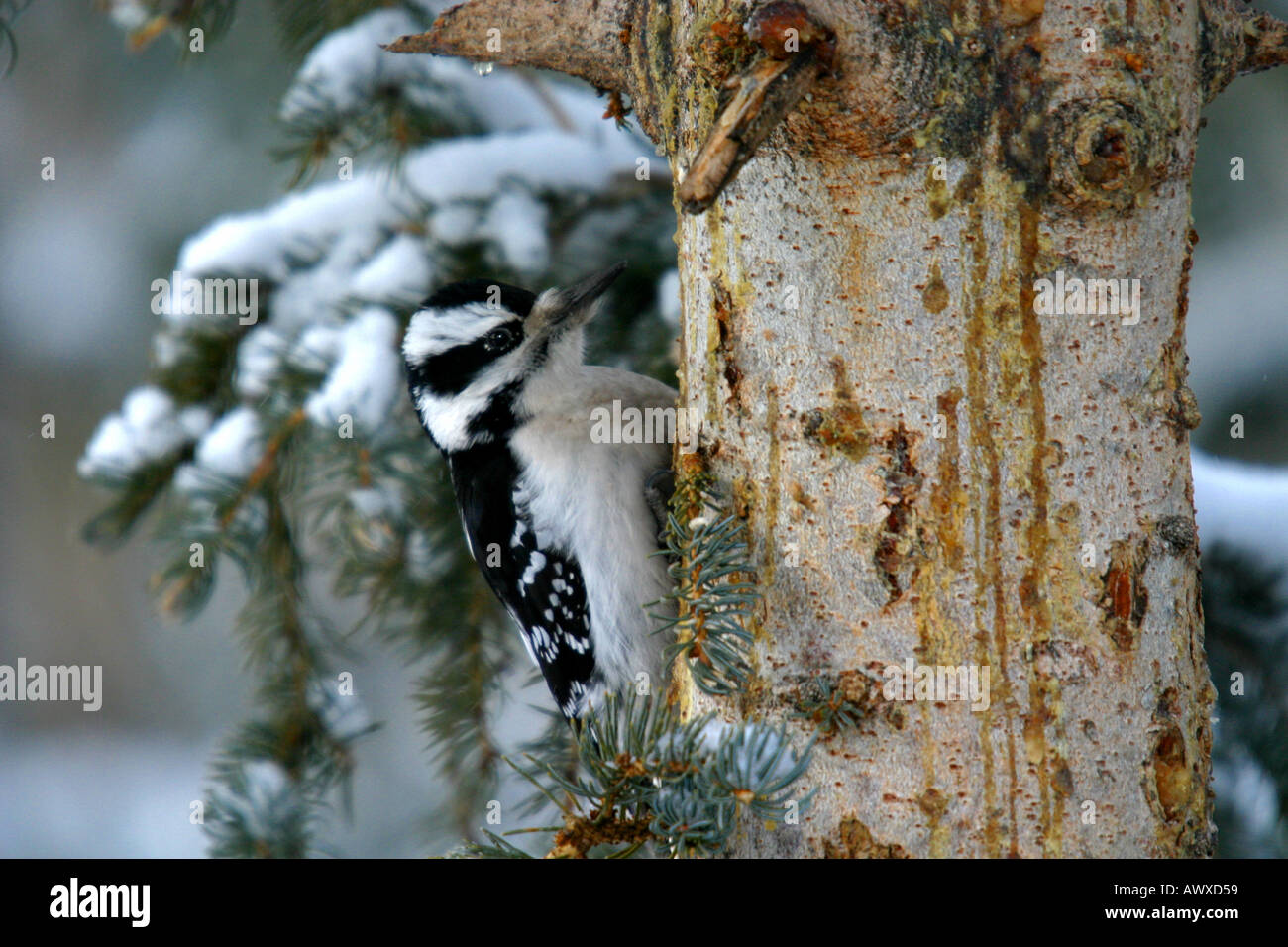 Birds of North America downey woodpecker; picoides pubescens Stock ...
