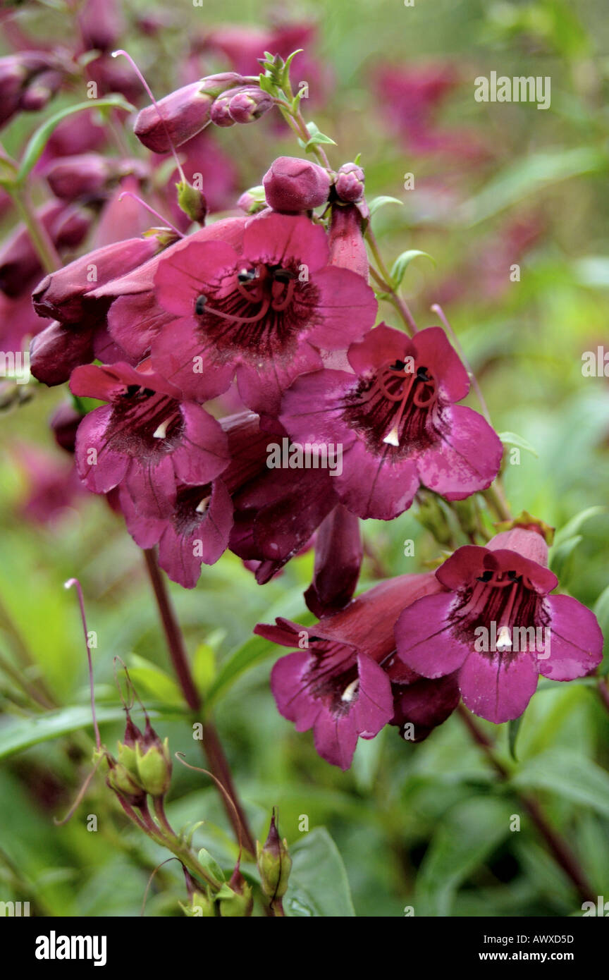 Bedder hi-res stock photography and images - Alamy