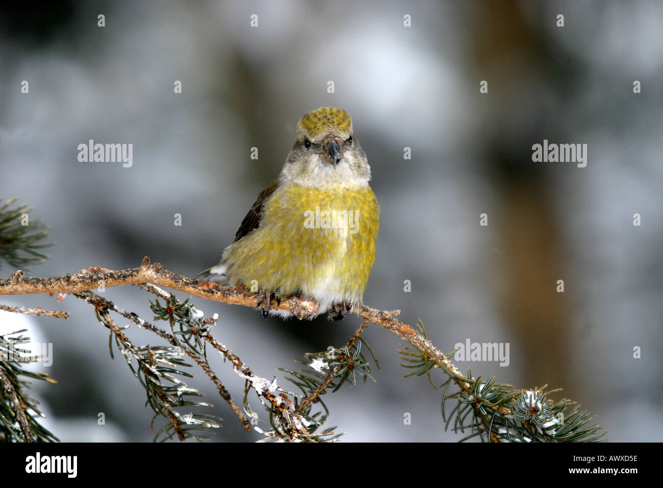 Birds of North America red crossbill; loxia curvirostra Stock Photo - Alamy