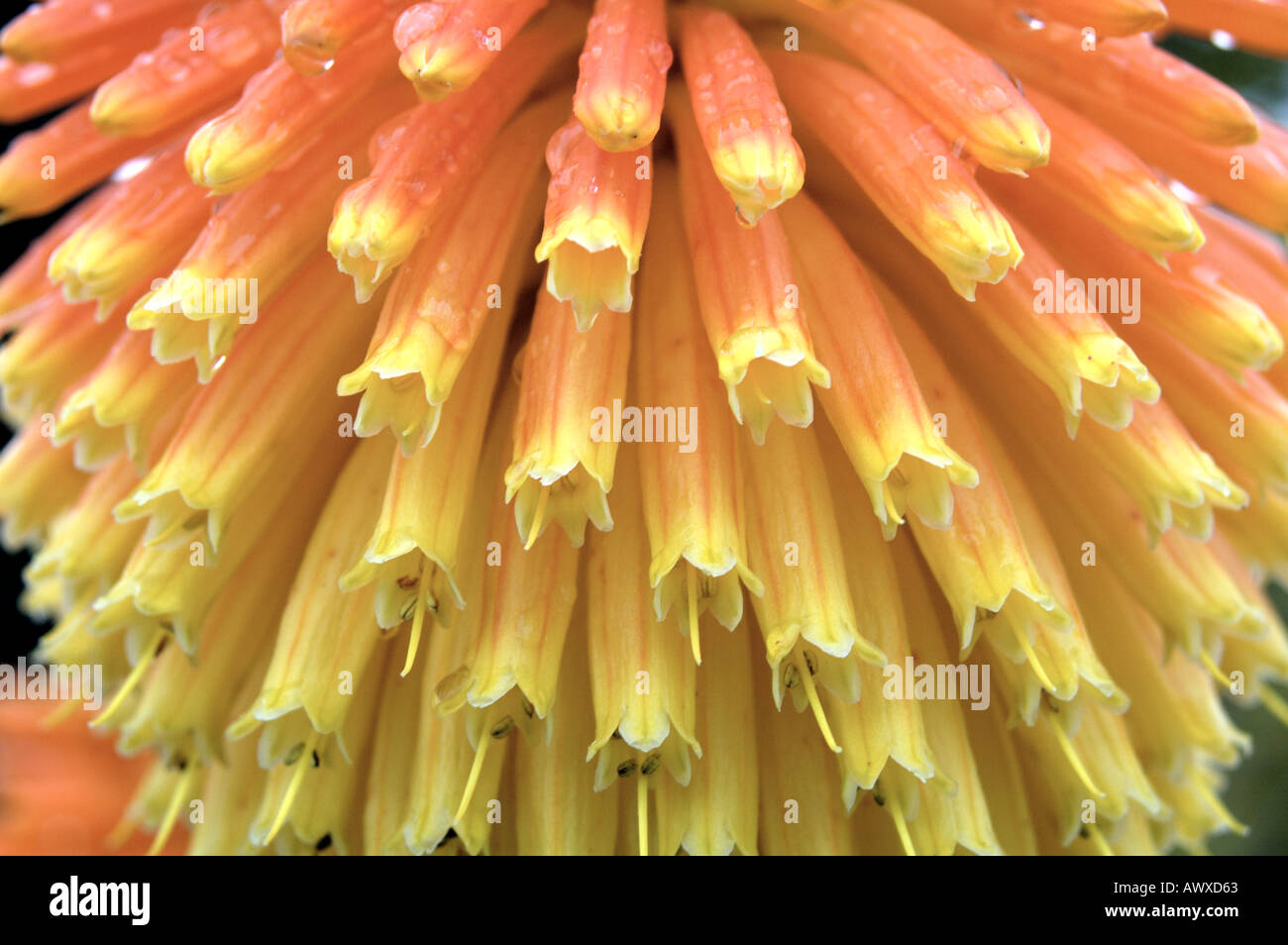 Kniphofia Torch lily Liliaceae Rooperi Stock Photo - Alamy