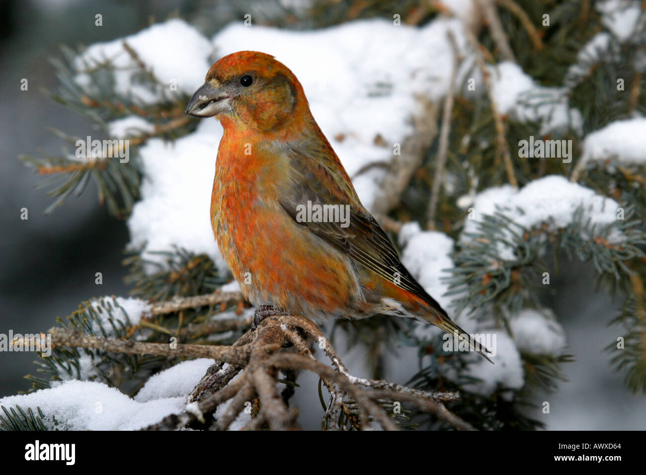 Birds of North America red crossbill; loxia curvirostra Stock Photo - Alamy