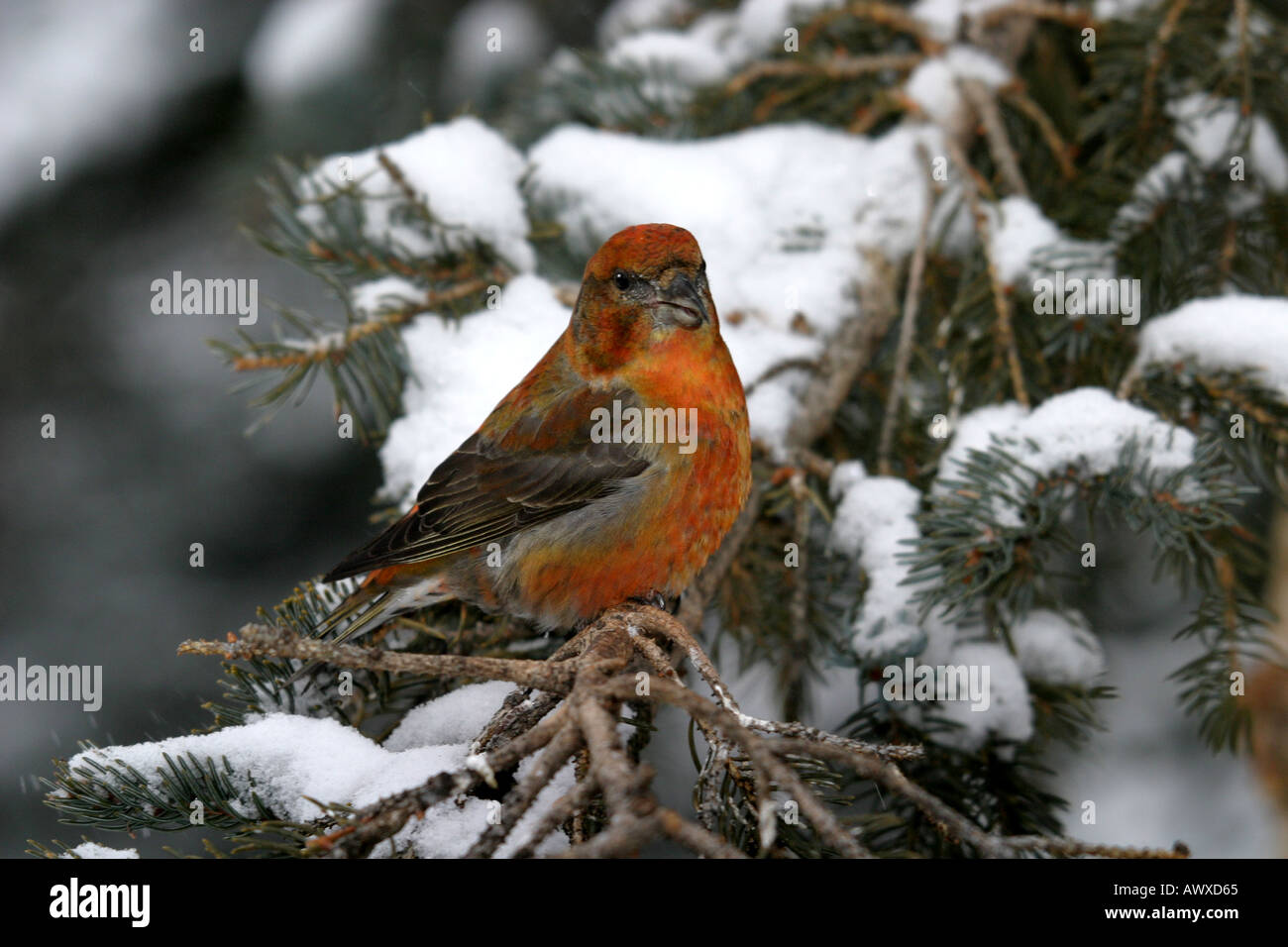 Birds of North America red crossbill; loxia curvirostra Stock Photo - Alamy