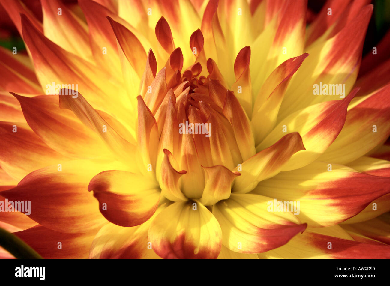 Dahlia kenora sunset hi-res stock photography and images - Alamy