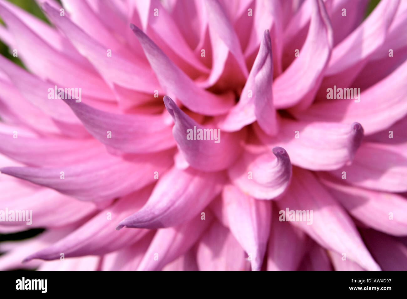 Condessa hi-res stock photography and images - Alamy