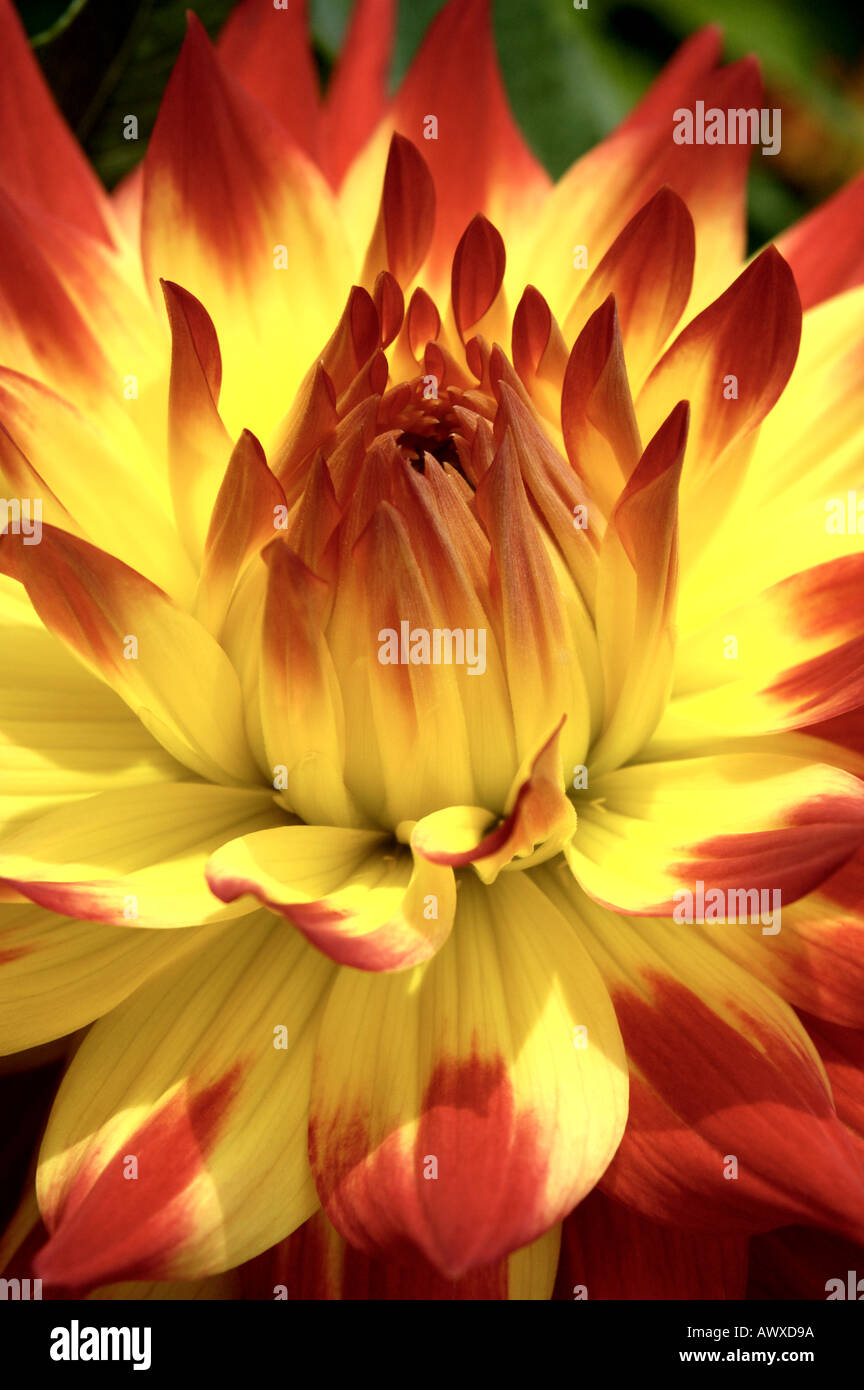 Dahlia kenora sunset hi-res stock photography and images - Alamy