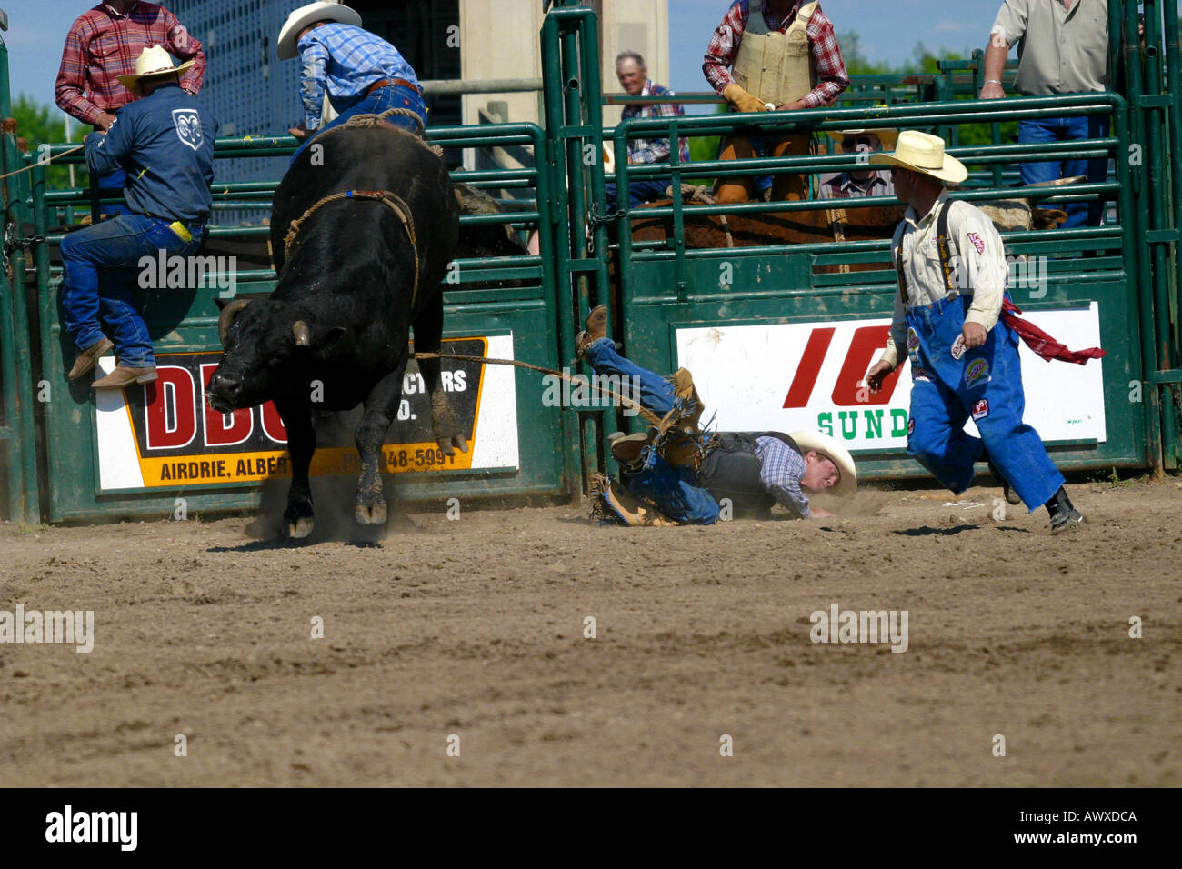 Cowboy bucked off bull hi-res stock photography and images - Alamy
