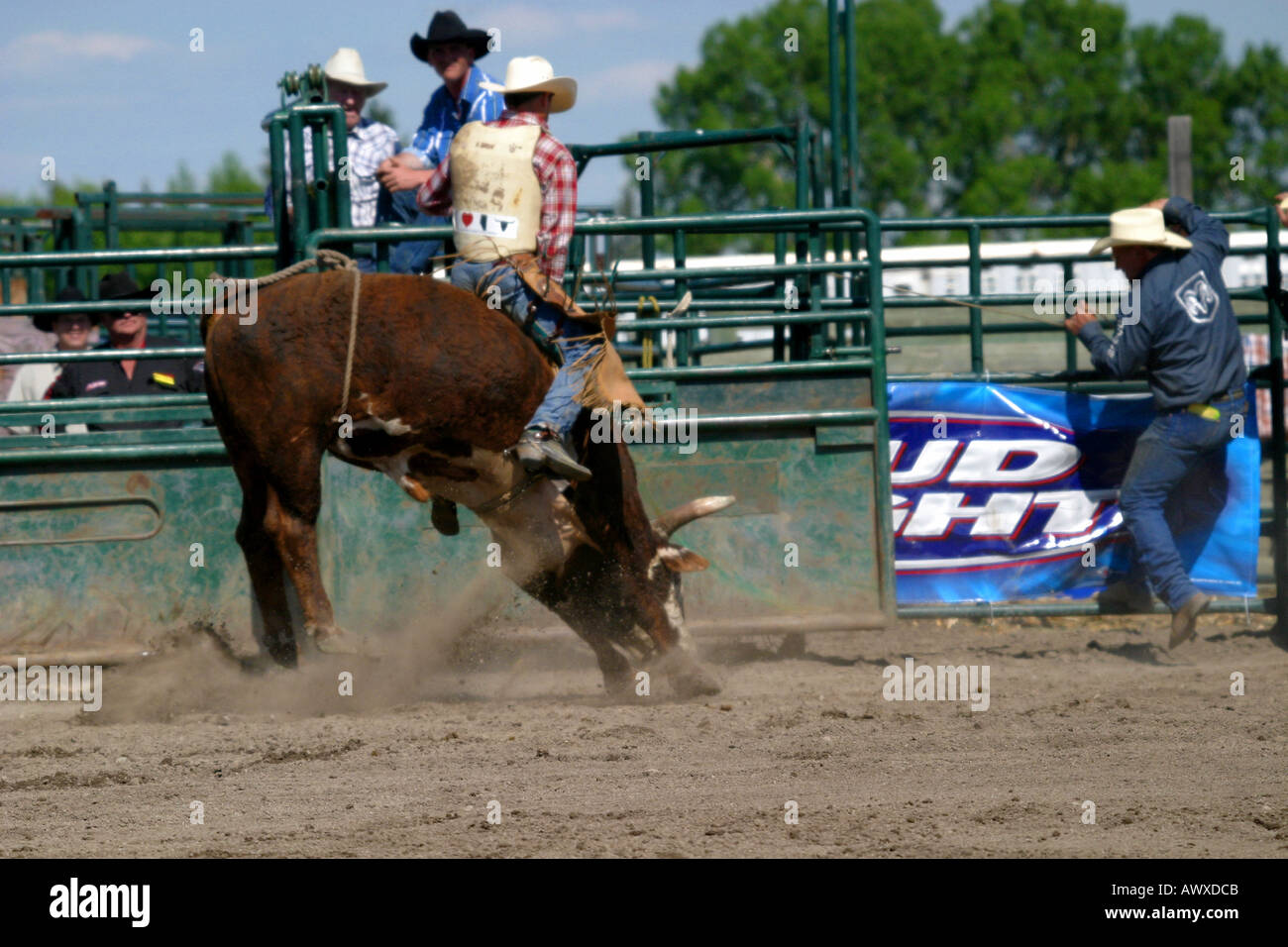 Bull riding spurs hi-res stock photography and images - Alamy