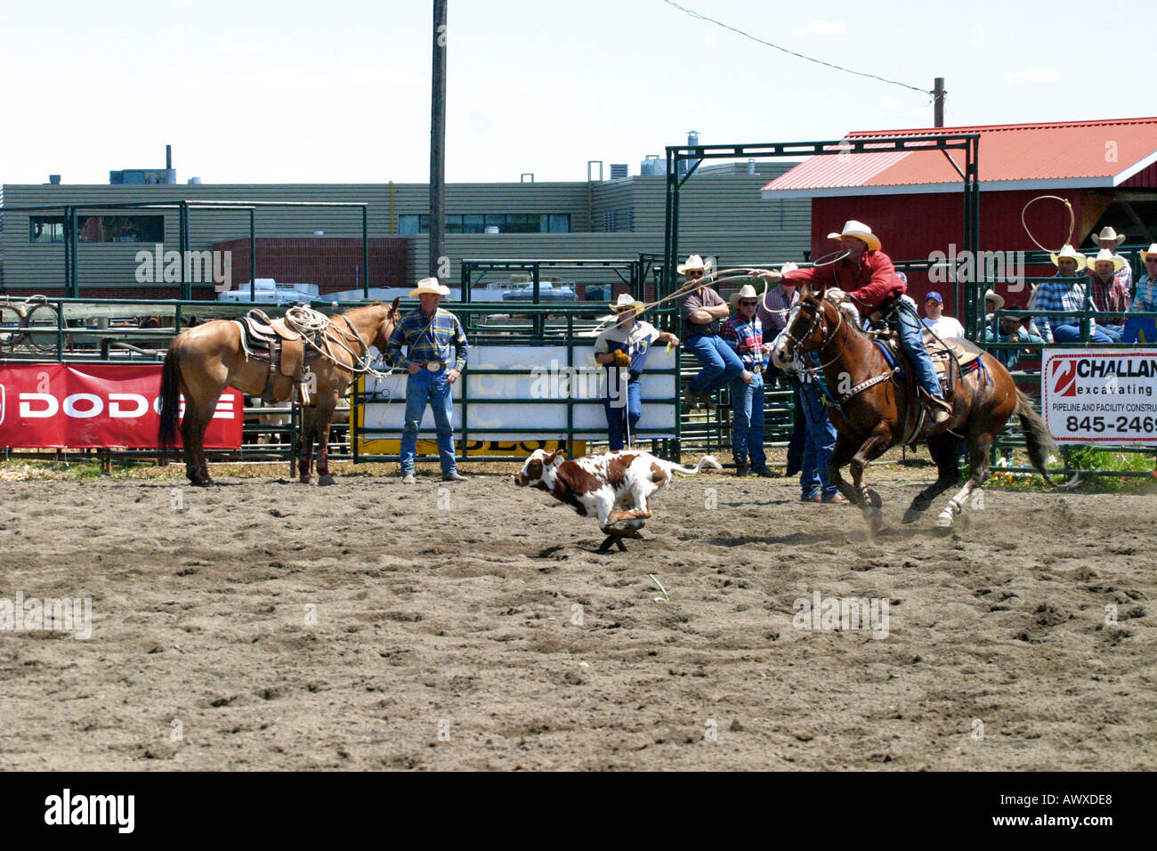 Calf Roping at the Rodeo Stock Photo - Alamy