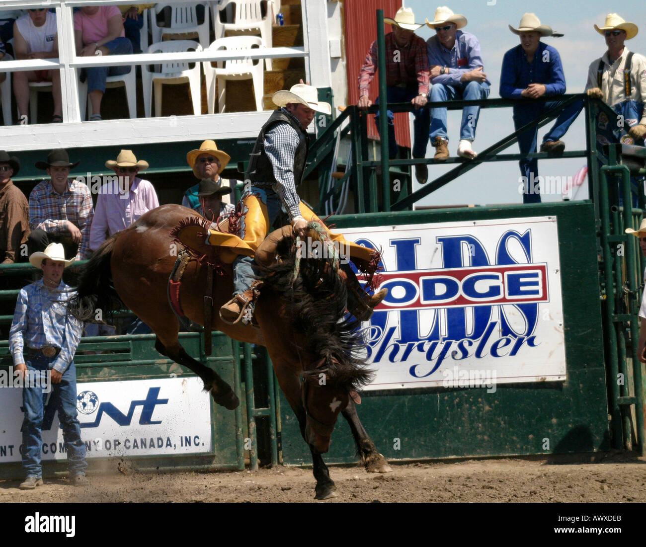 Bucking bronco rider calgary hi-res stock photography and images - Alamy