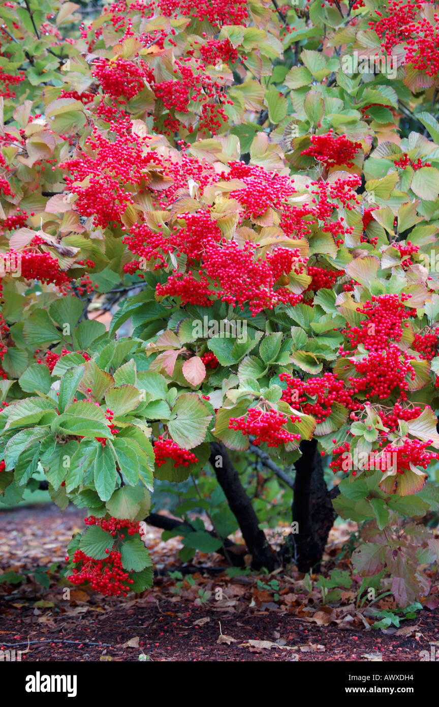 Viburnum Cardinal Candy