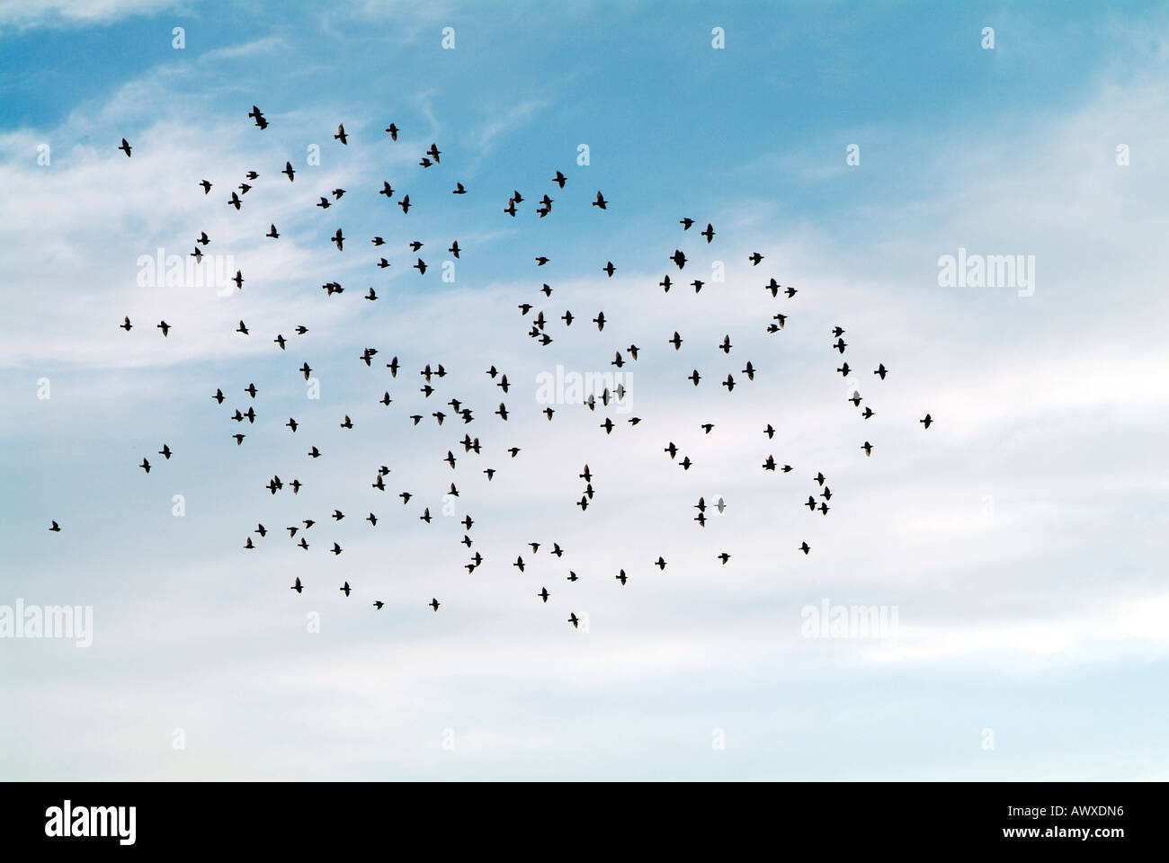 Birds in flight, Surrey, England Stock Photo - Alamy
