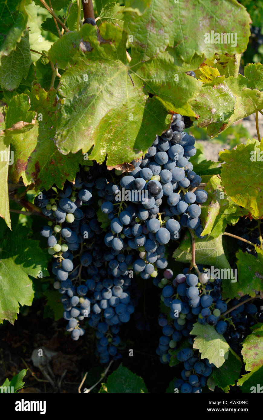 Black grapevine hi-res stock photography and images - Alamy
