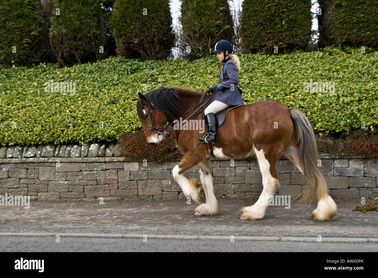 Woman riding her Clydesdale horse at the Coupar Angus horse show in ...