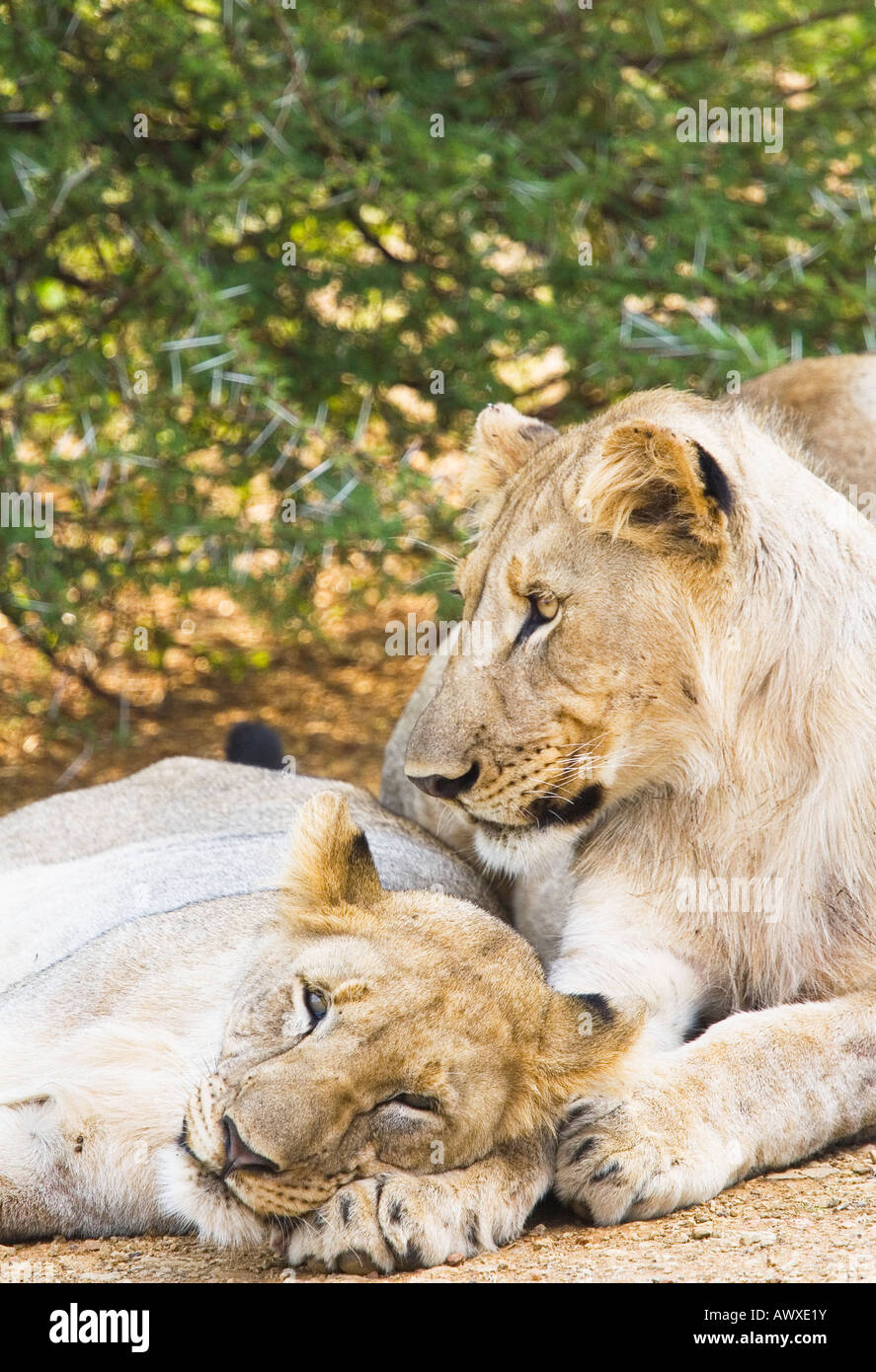 Two African female lions relaxing in the bush Panthera leo Stock Photo ...