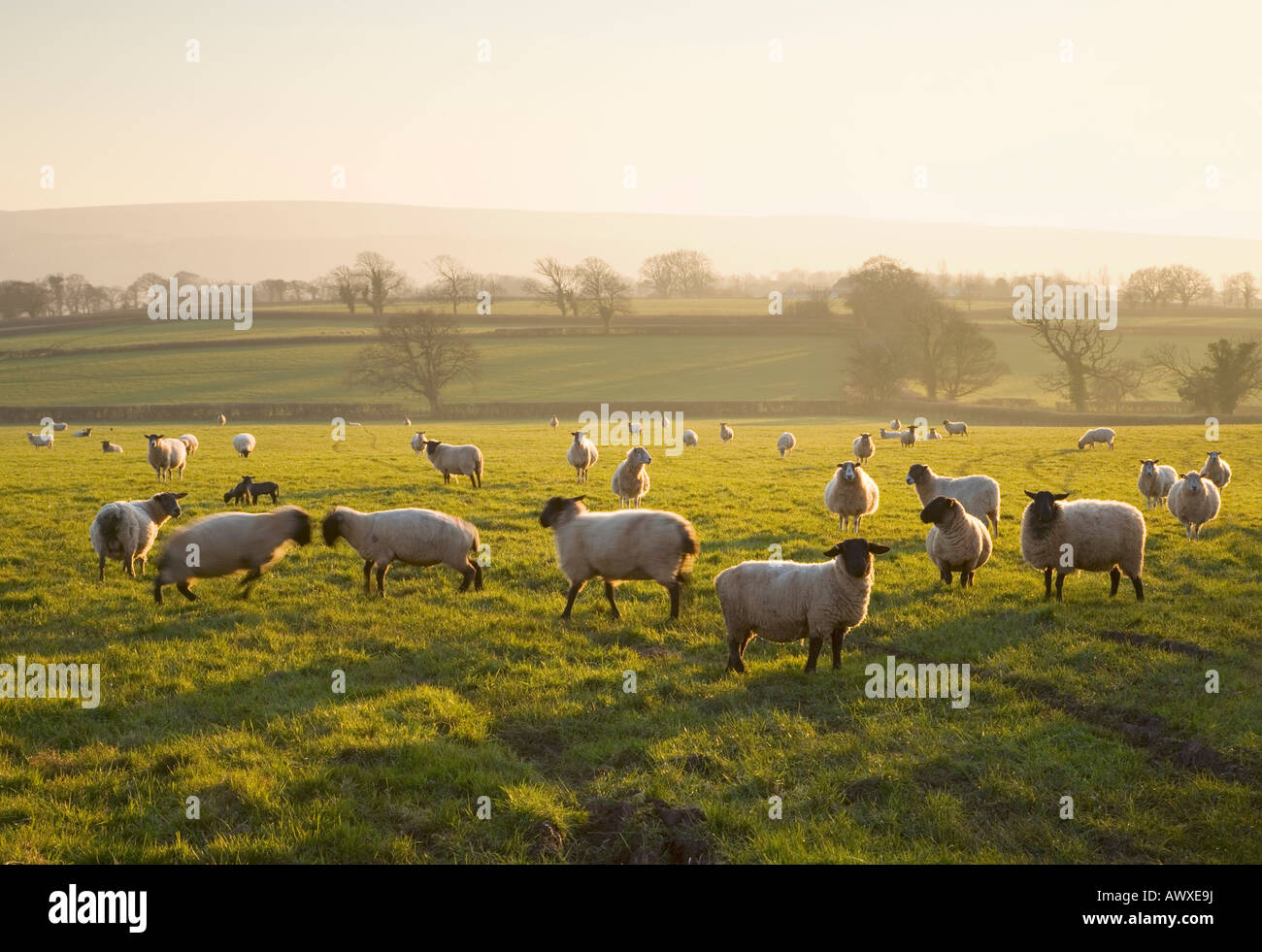 Sheep in Field in Spring The Mendips Somerset England Stock Photo - Alamy
