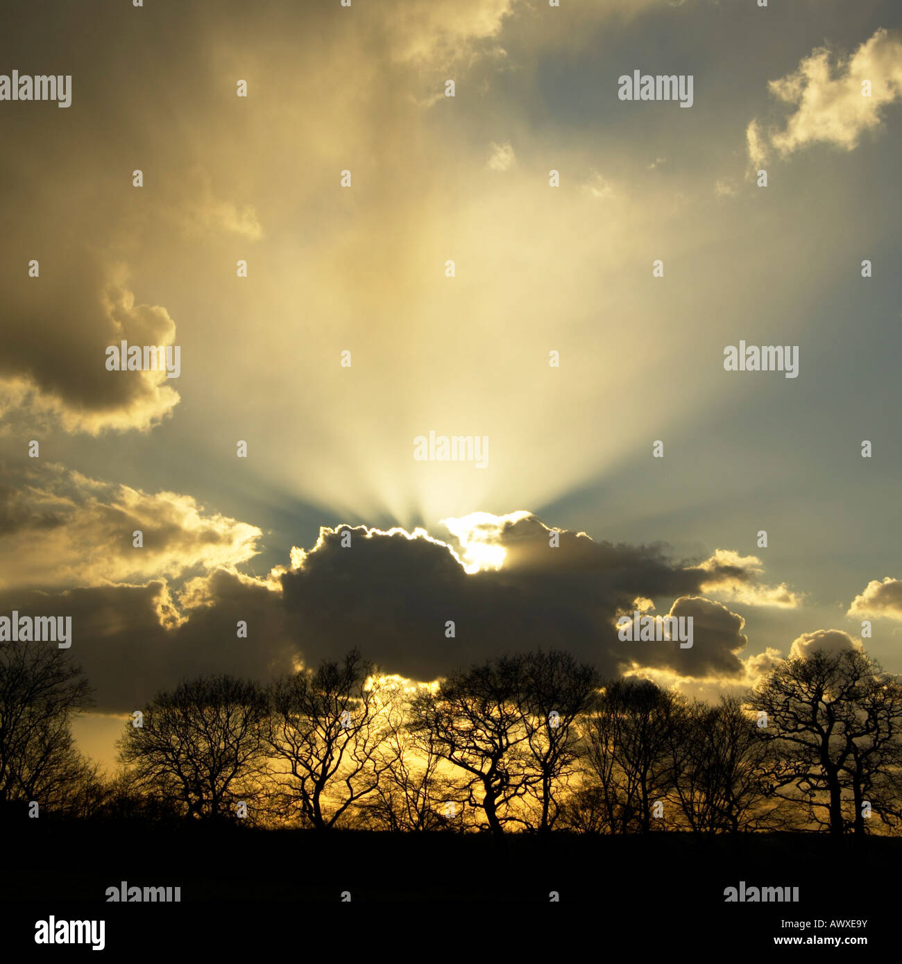 Silver rain trees hi-res stock photography and images - Alamy