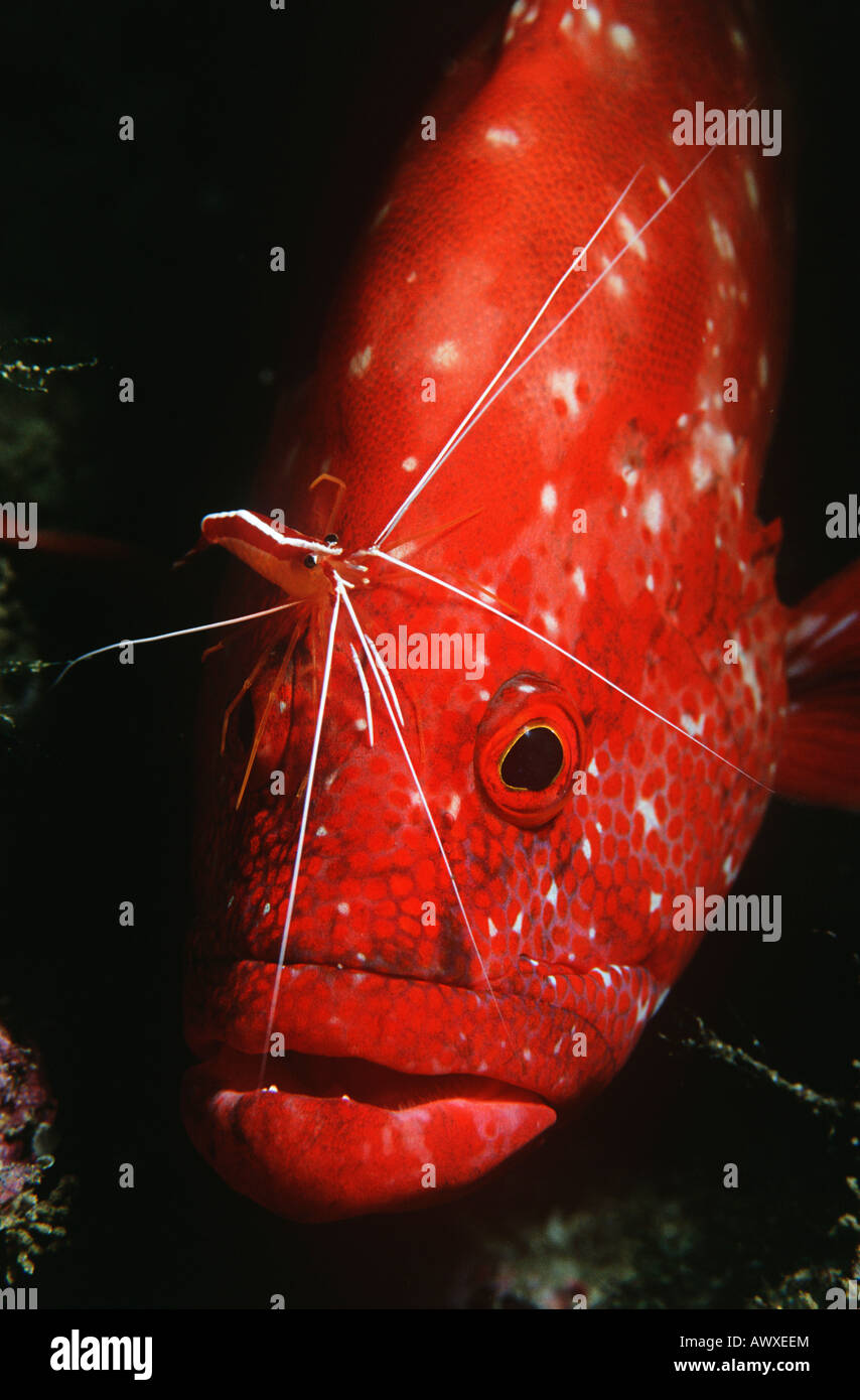 Mozambique, Indian Ocean, tomato rockcod (Cephalophlis sonnerati) being ...