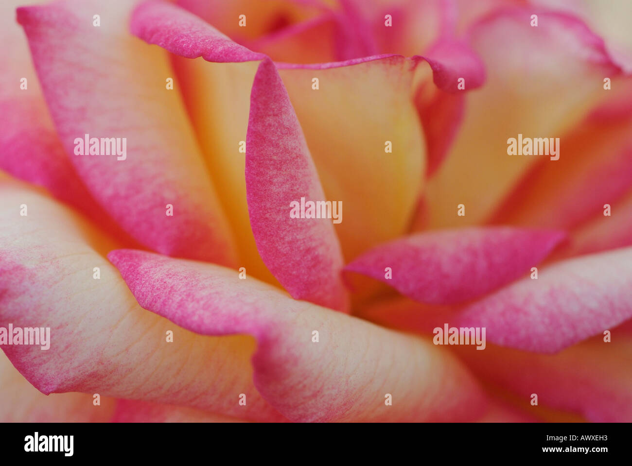 Rosa ROYAL ROMANCE Stock Photo - Alamy