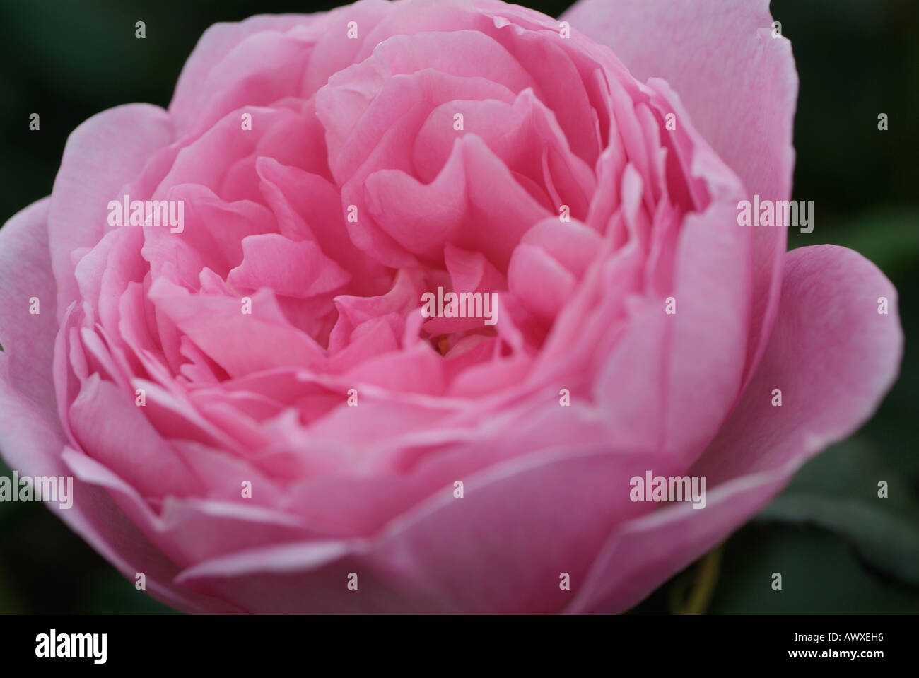 Rose Scepterd Isle High Resolution Stock Photography and Images - Alamy