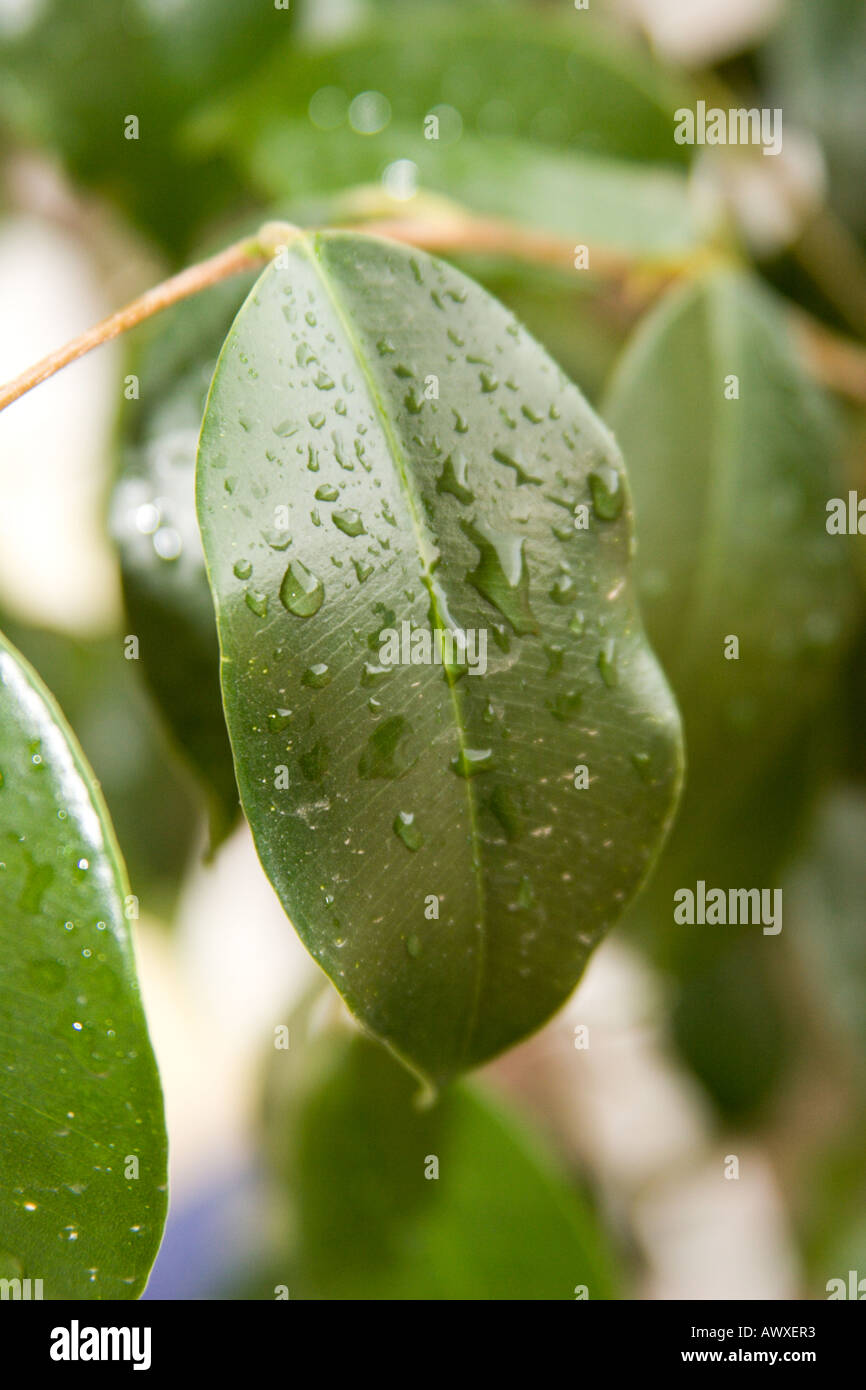 Giant raindrop hi-res stock photography and images - Alamy