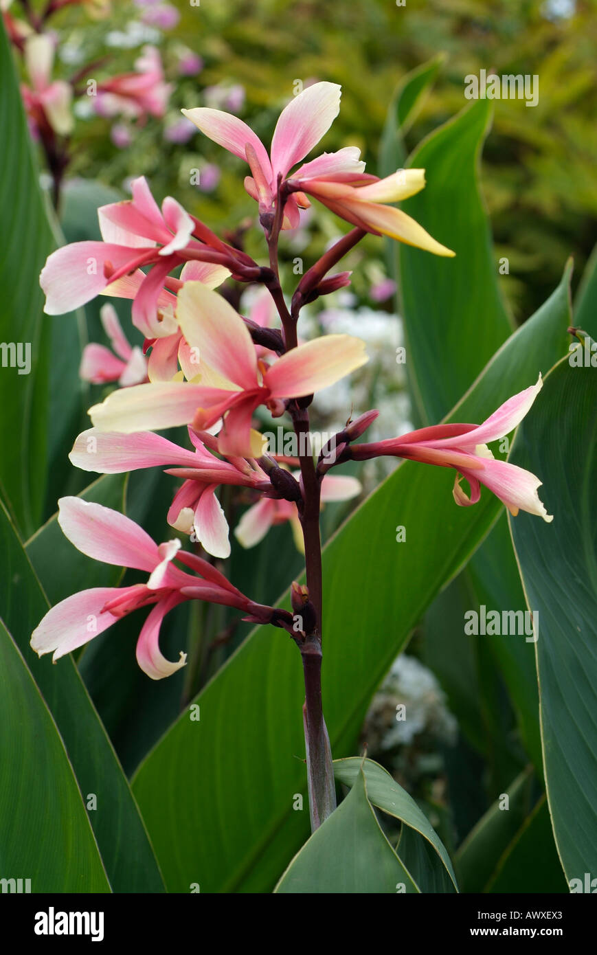 Canna panache hi-res stock photography and images - Alamy